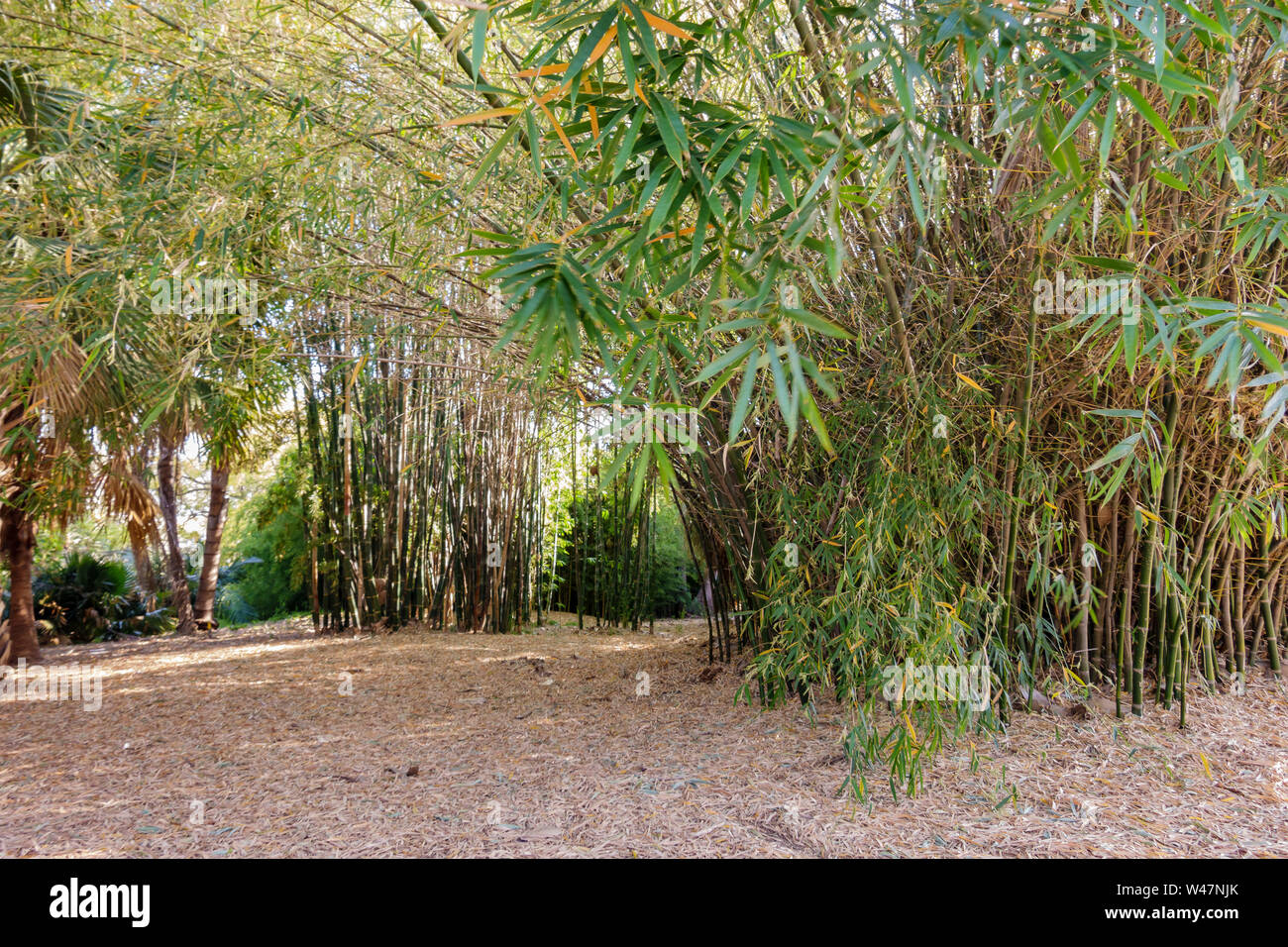 Morning view of a small bamboo forest at Los Angeles, California Stock ...
