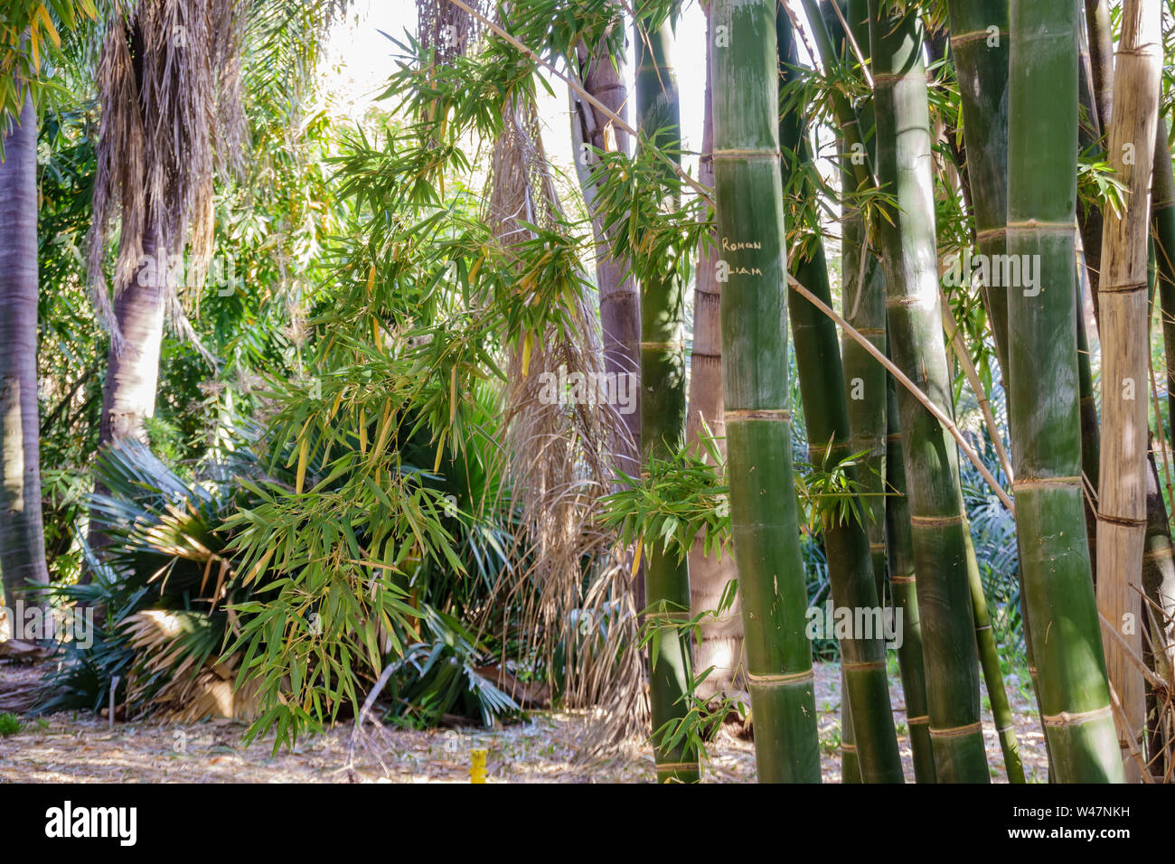 Morning view of a small bamboo forest at Los Angeles, California Stock ...