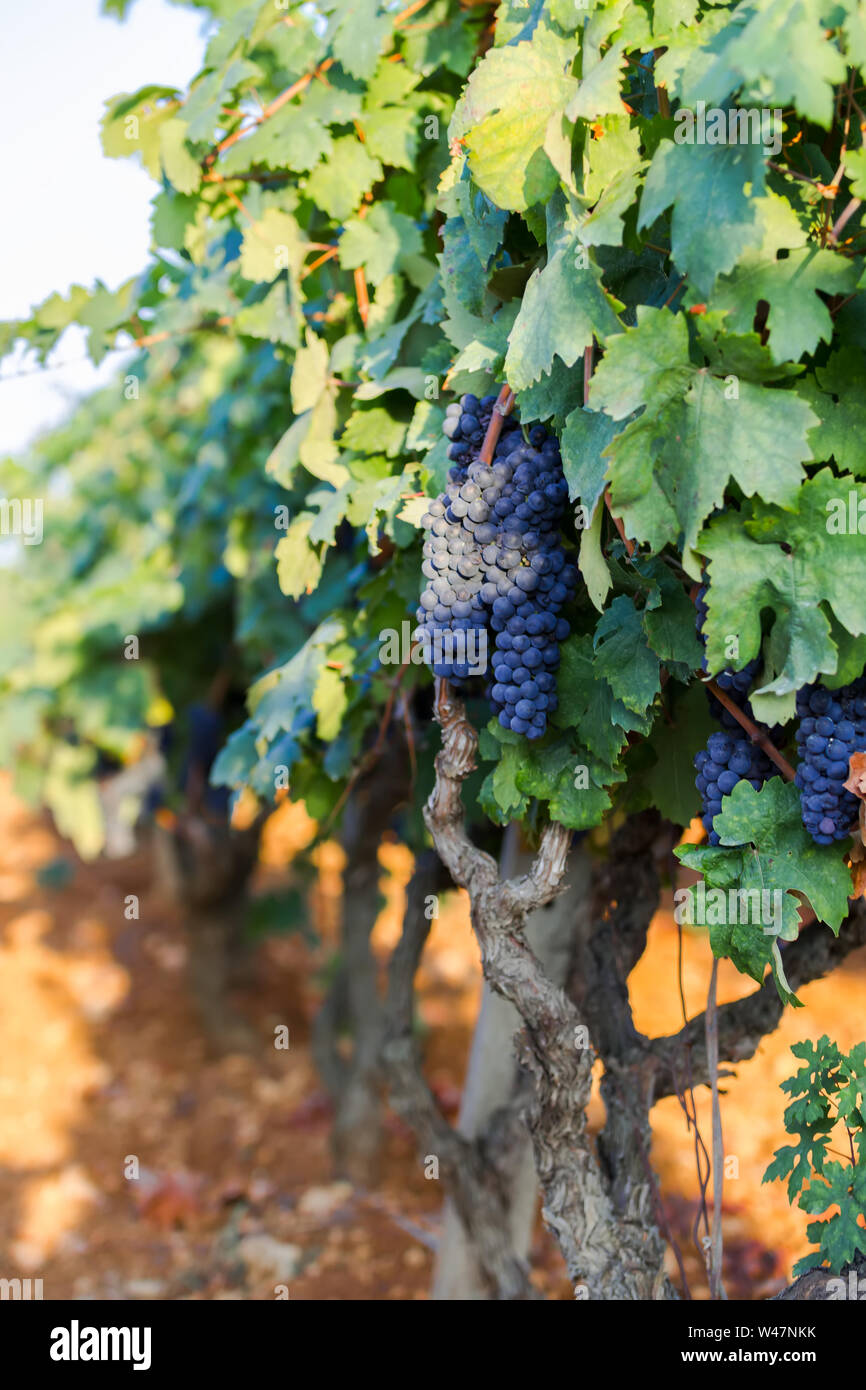 vine grapes on a branch, primitivo of Manduria, vintage in Apulia Stock ...