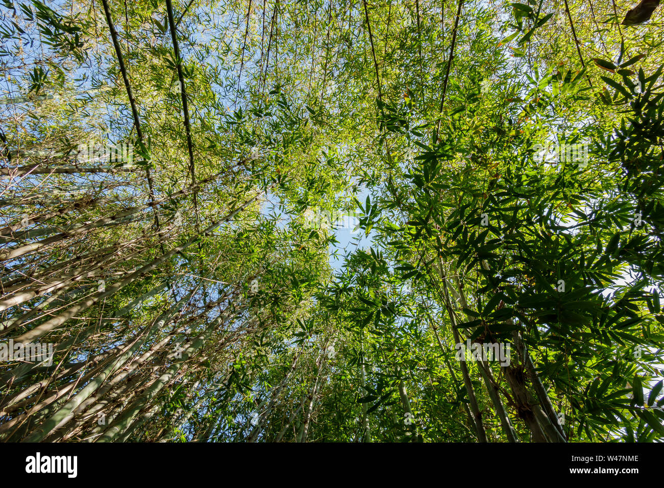 Morning view of a small bamboo forest at Los Angeles, California Stock ...