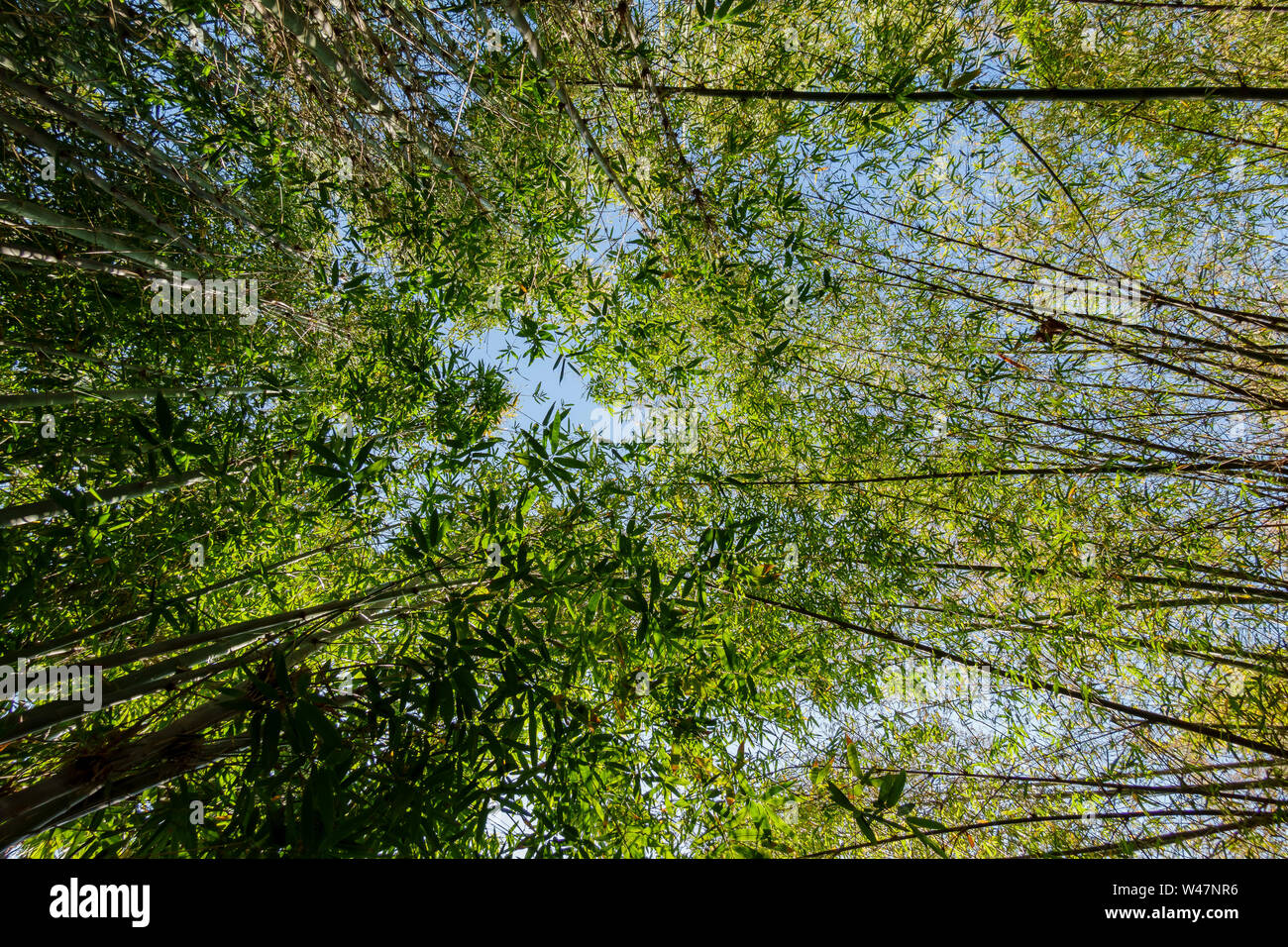 Small bamboo forest hi-res stock photography and images - Alamy