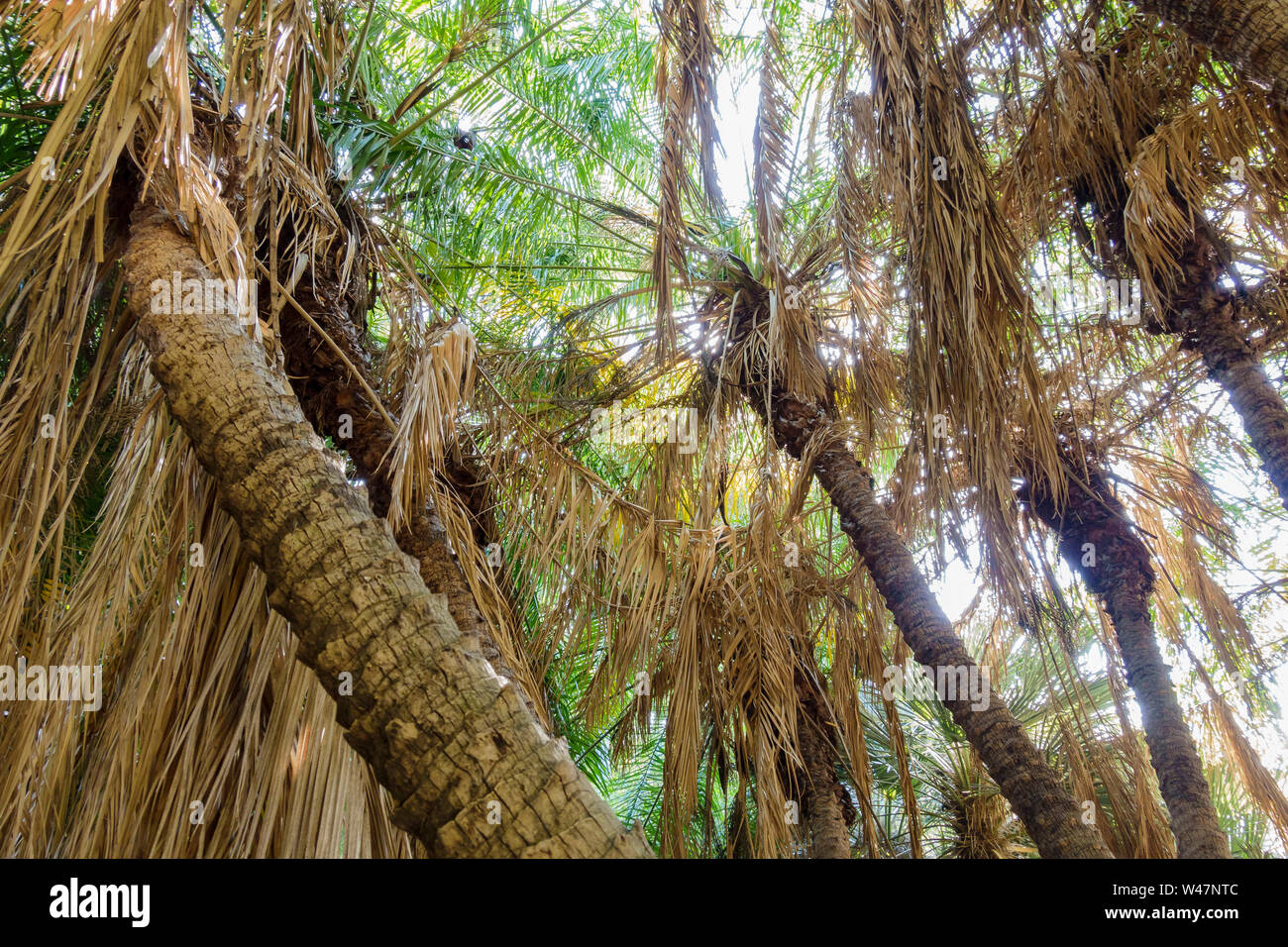 Arcadia california palm hi-res stock photography and images - Alamy