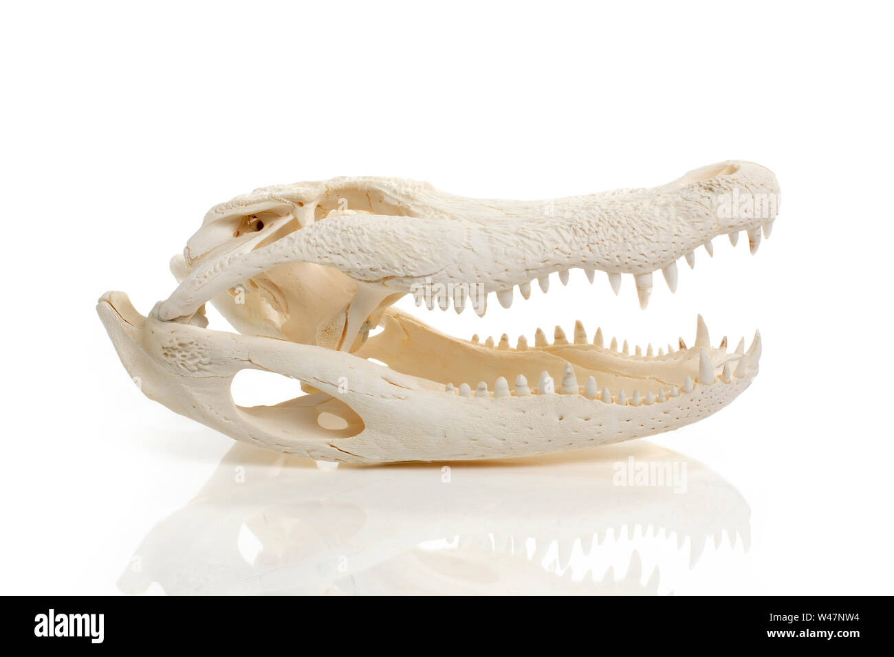 Alligator Skull on White Background Stock Photo - Alamy
