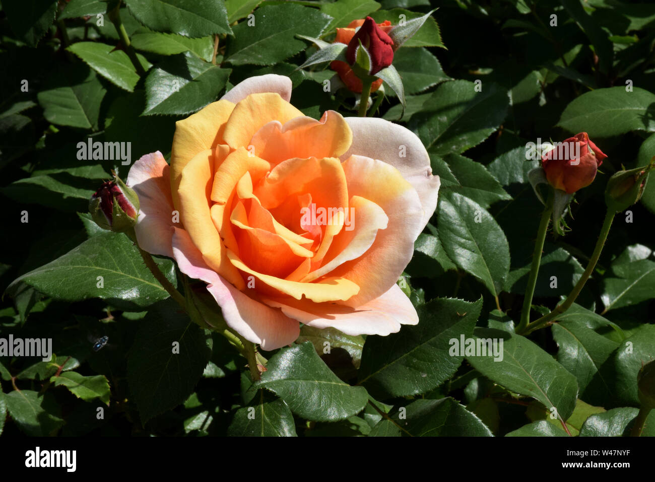 World famous Bukhara rose Stock Photo - Alamy