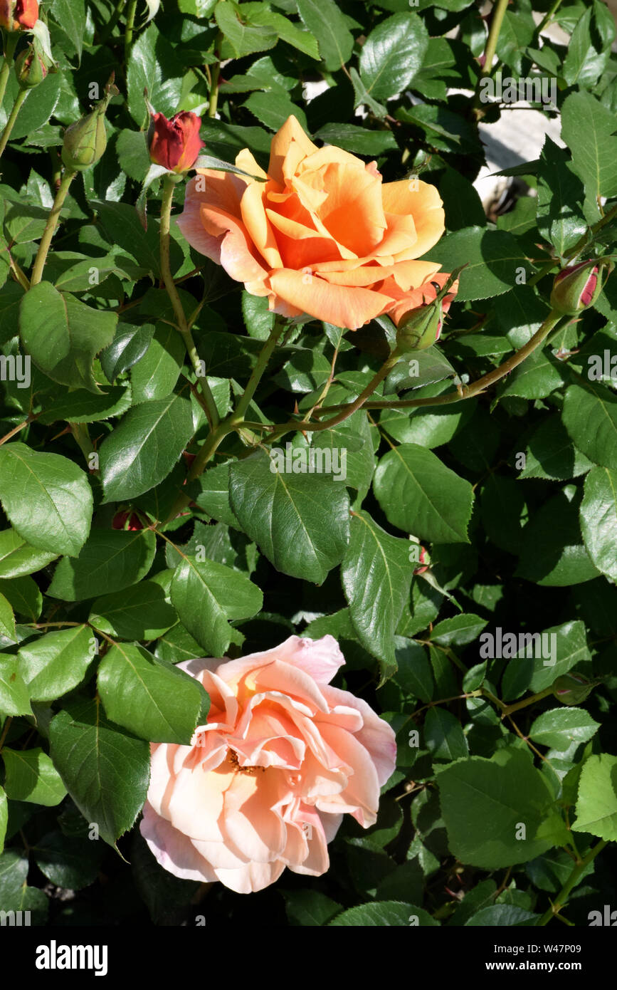 World famous Bukhara rose Stock Photo - Alamy