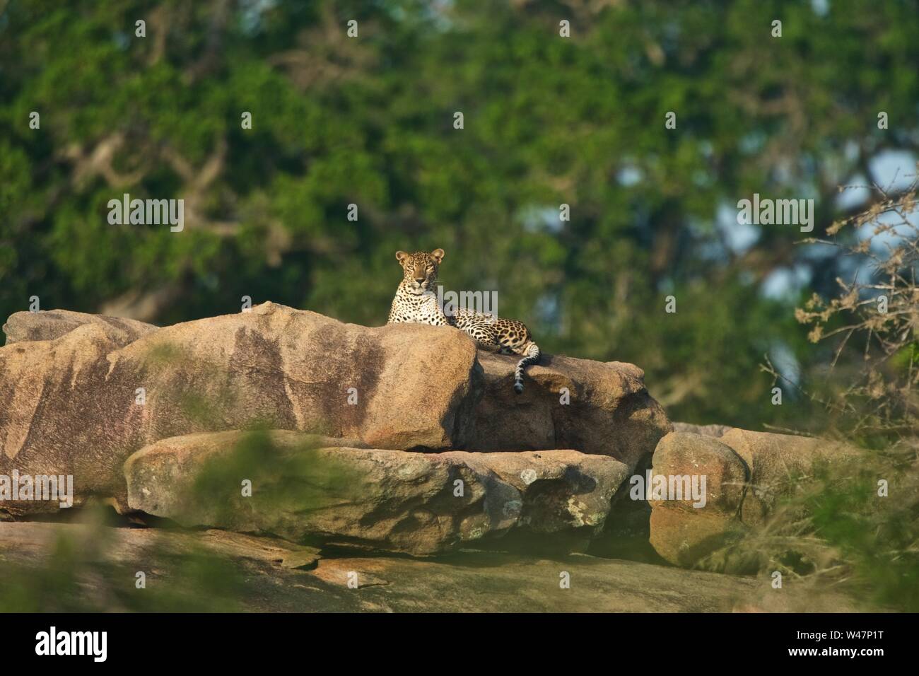 Wild Leopard in Sri Lanka, resting in its favorite rocky lookout Stock ...