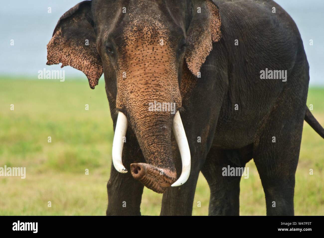 Tusker of sri lanka hi-res stock photography and images - Alamy