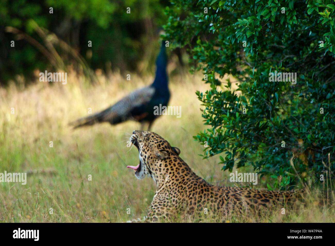 Wild Leopard in Sri Lanka, looking at peacock Stock Photo - Alamy