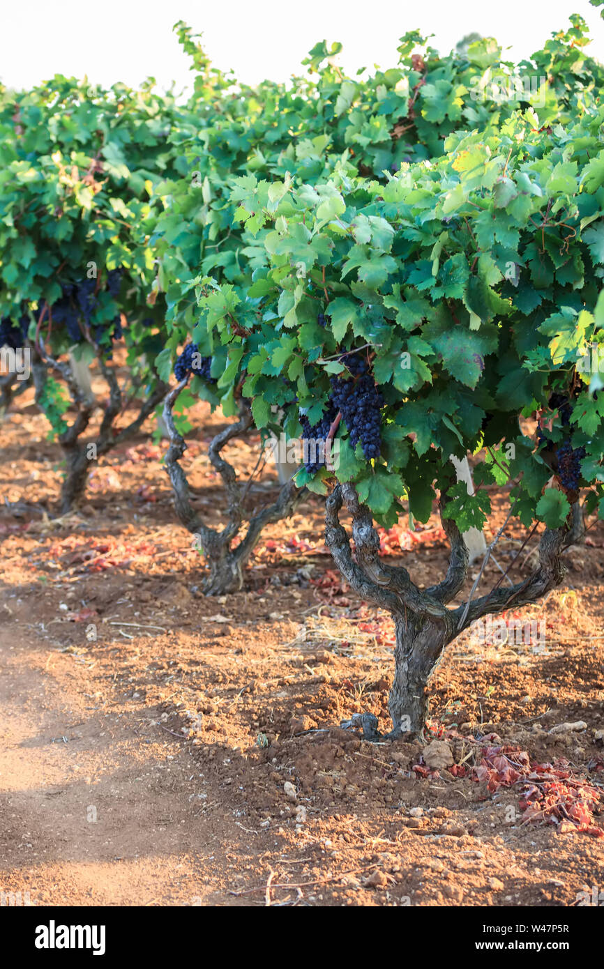 vine grapes on a branch, primitivo of Manduria, vintage in Apulia Stock ...