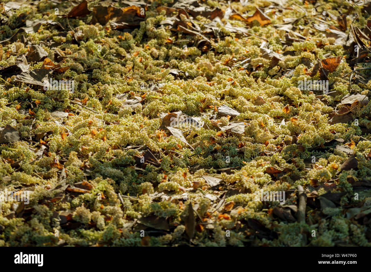 Beautiful nature scene of a park at Los Angeles, California Stock Photo ...