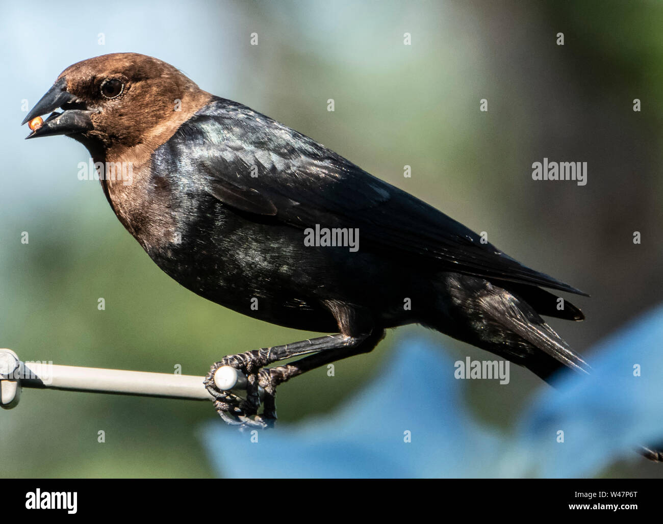 Cpped hi-res stock photography and images - Alamy