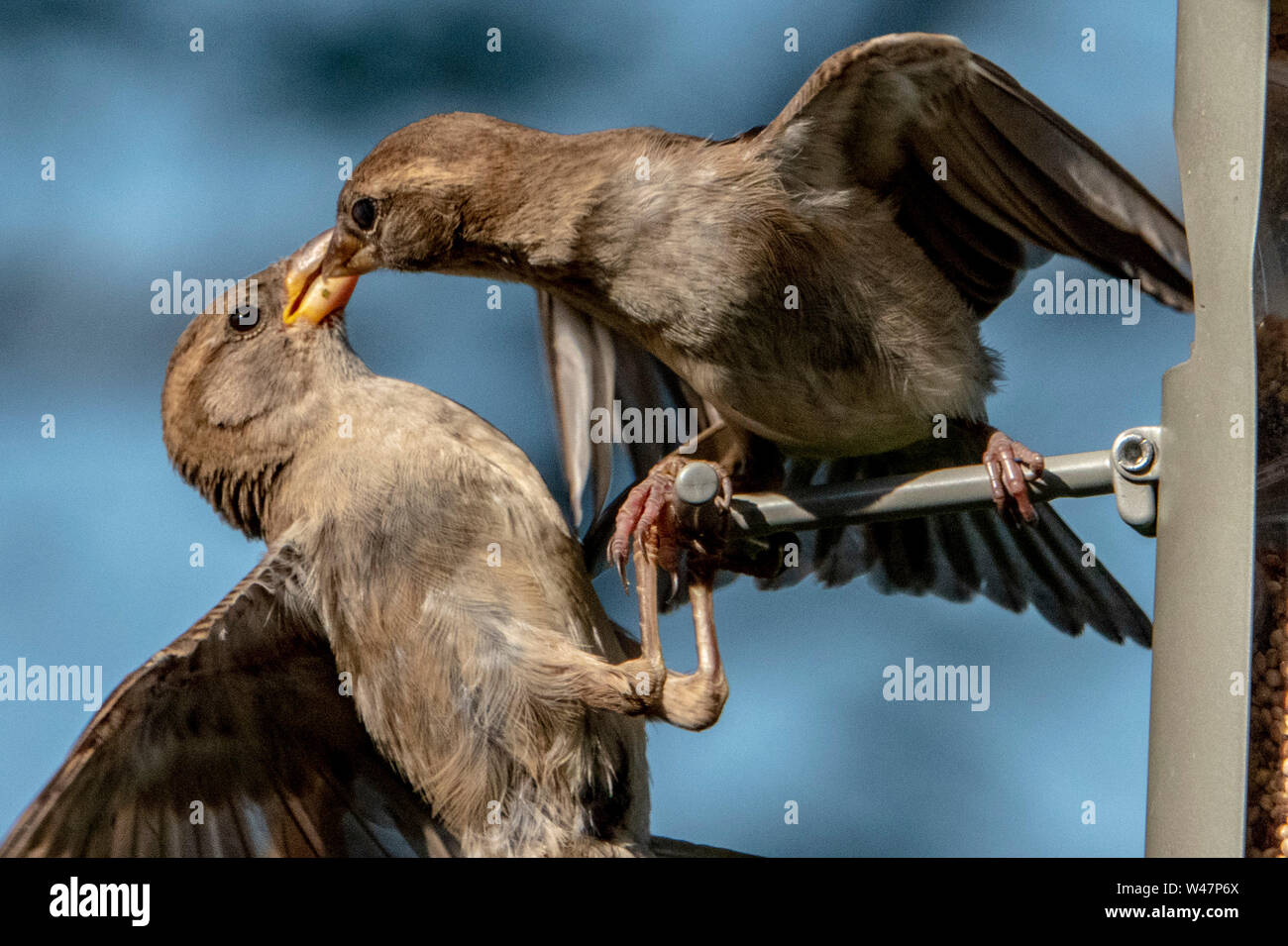 Two birds pecking hi-res stock photography and images - Alamy