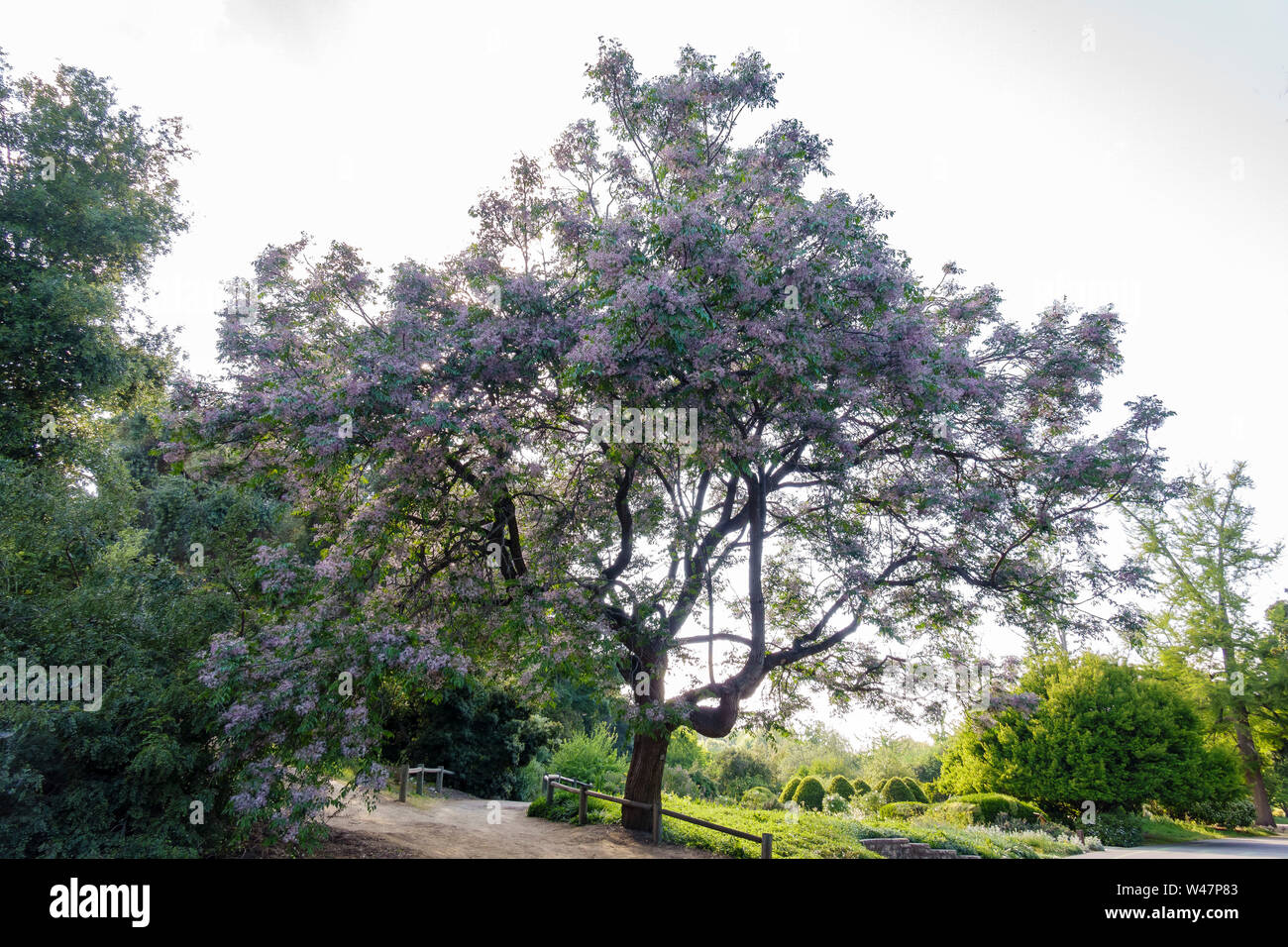 Beautiful nature scene of a park at Los Angeles, California Stock Photo ...
