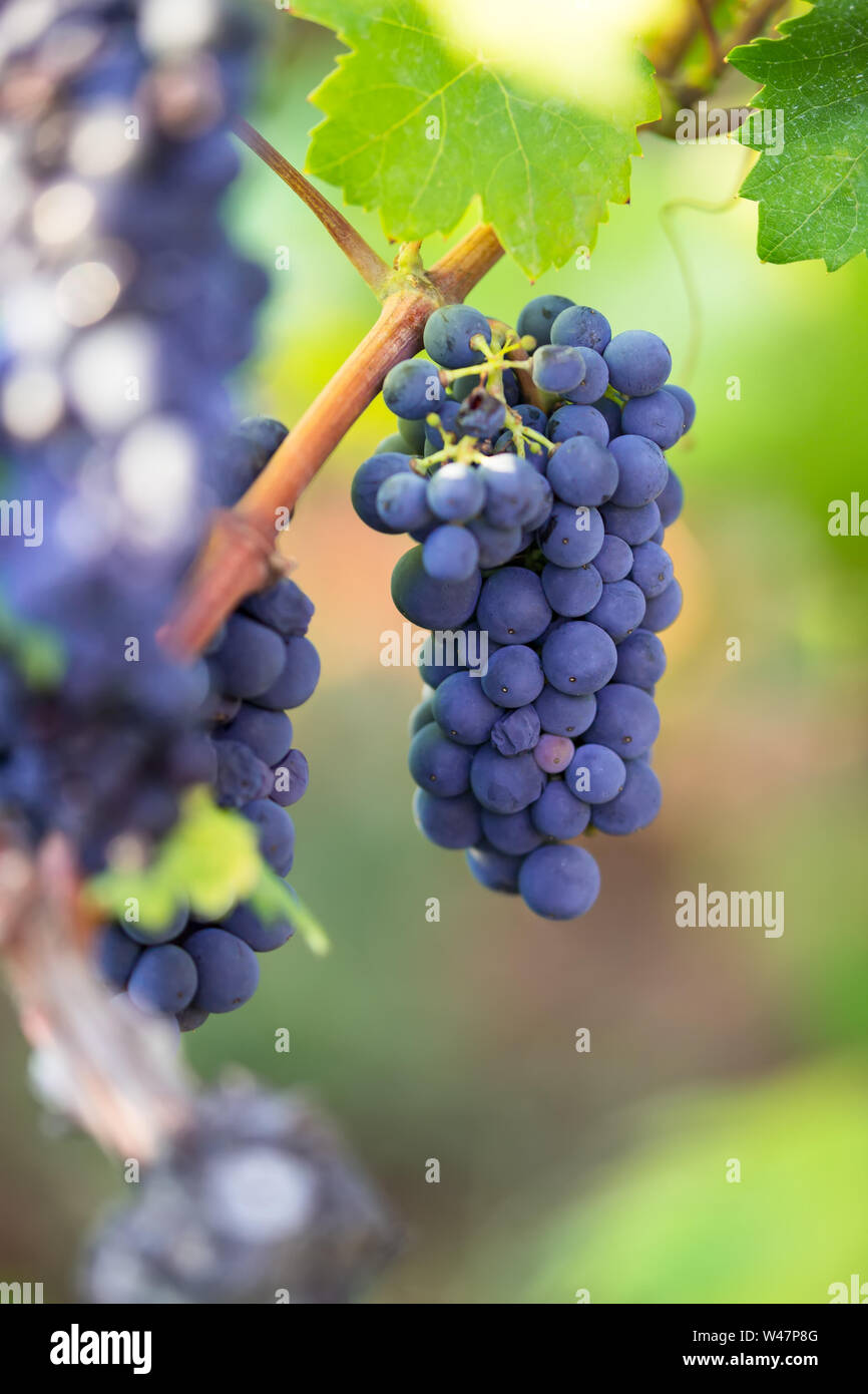 purple grapes on vine in garden, grapevine, variety primitivo Stock ...