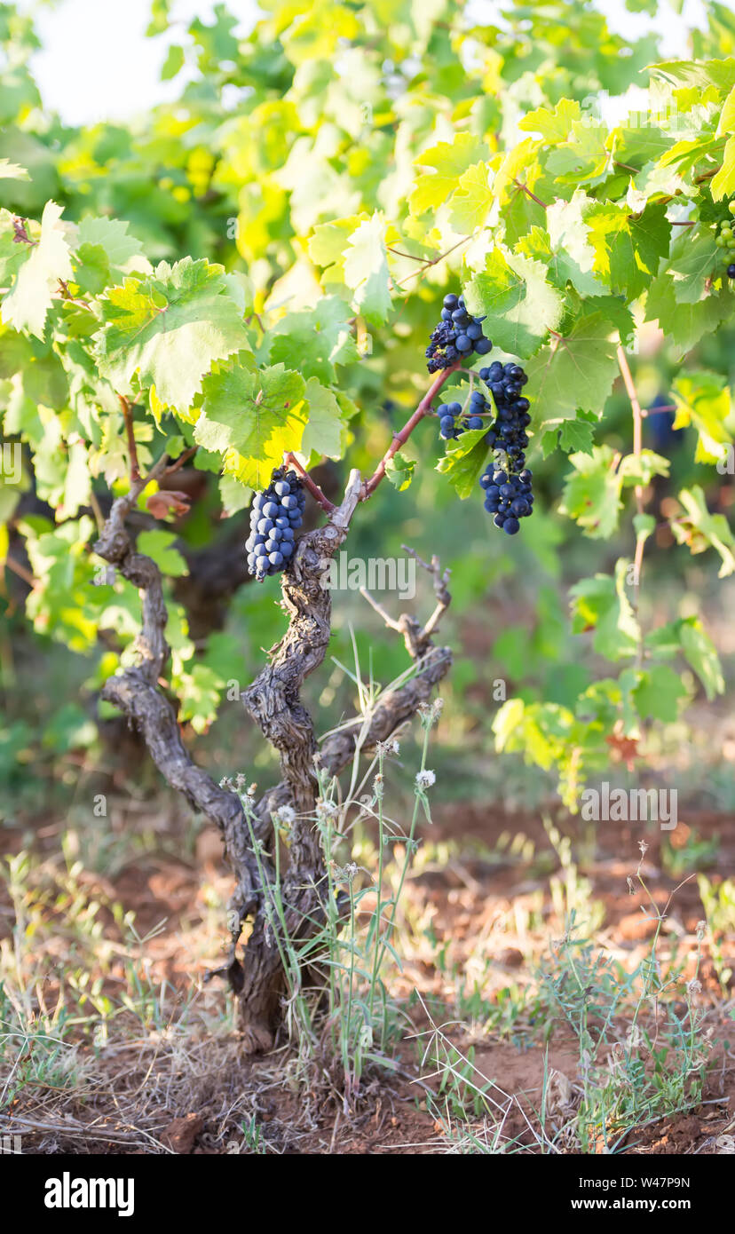 Vine and vineyard, outdoors, ripening of grapes, grape vine and a bunch ...
