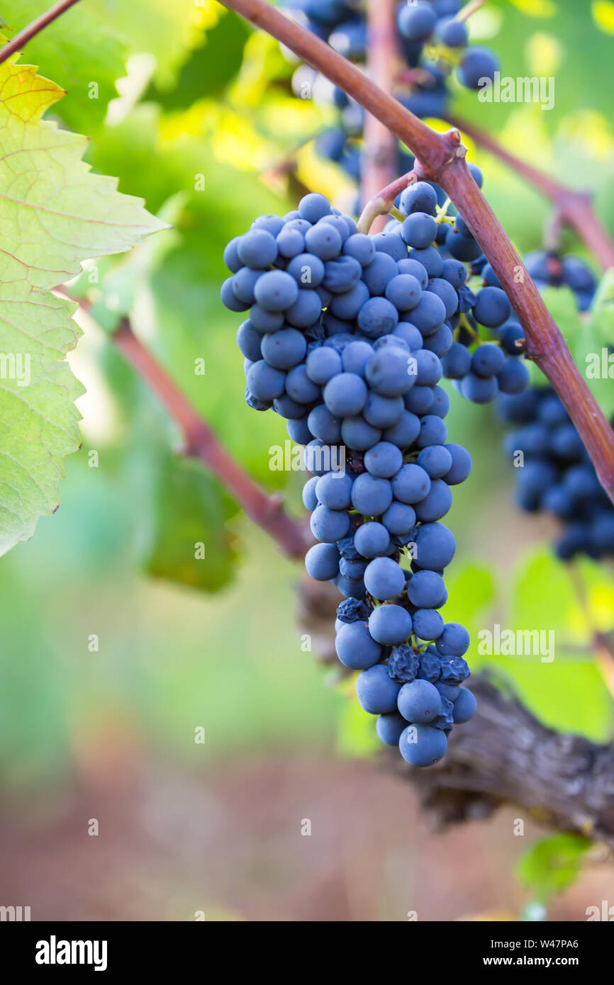 purple grapes on vine in garden Stock Photo - Alamy