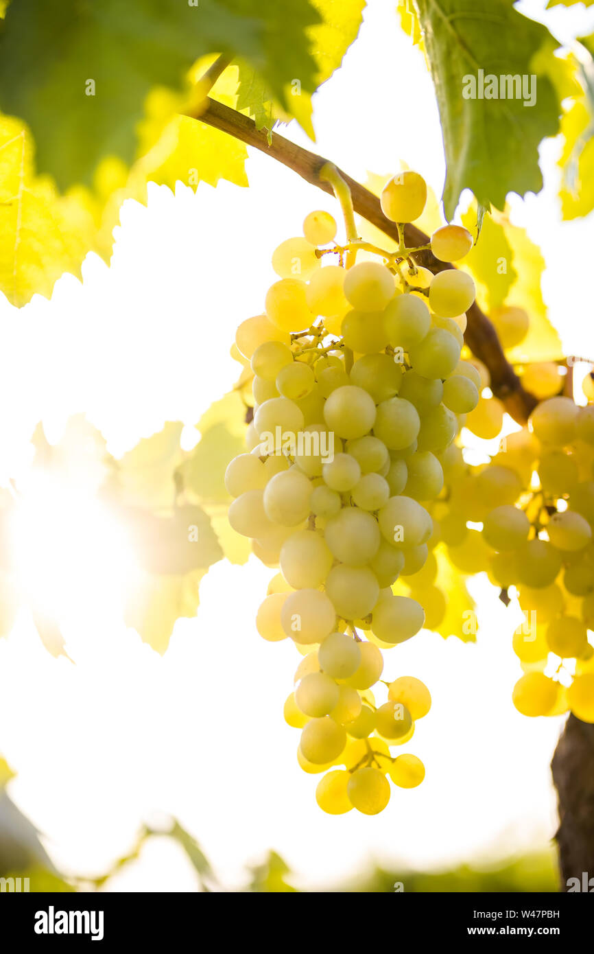 table grape in the vineyard. italian landscape Stock Photo - Alamy