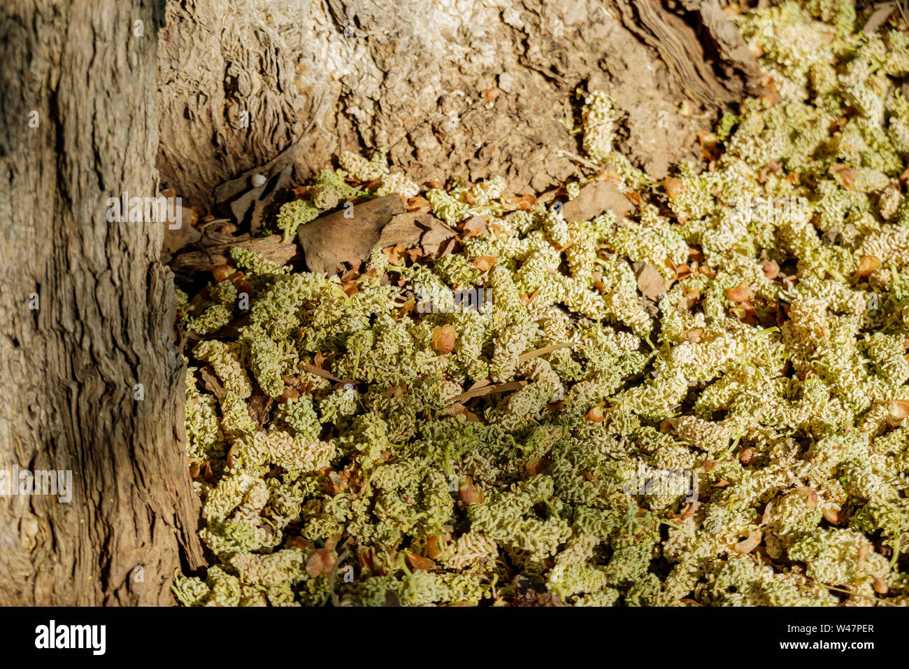 Beautiful nature scene of a park at Los Angeles, California Stock Photo ...
