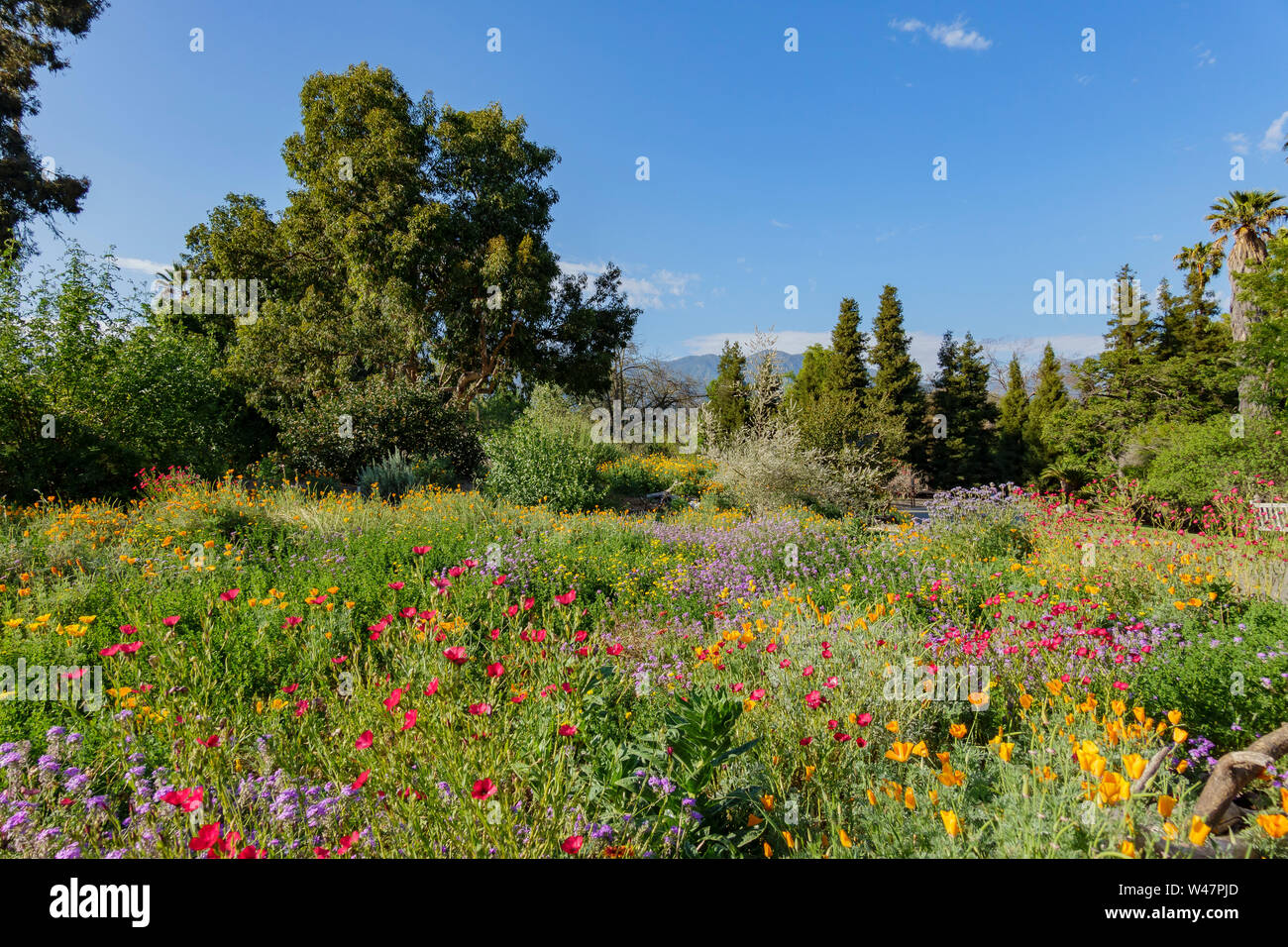 Beautiful nature scene of a park at Los Angeles, California Stock Photo ...