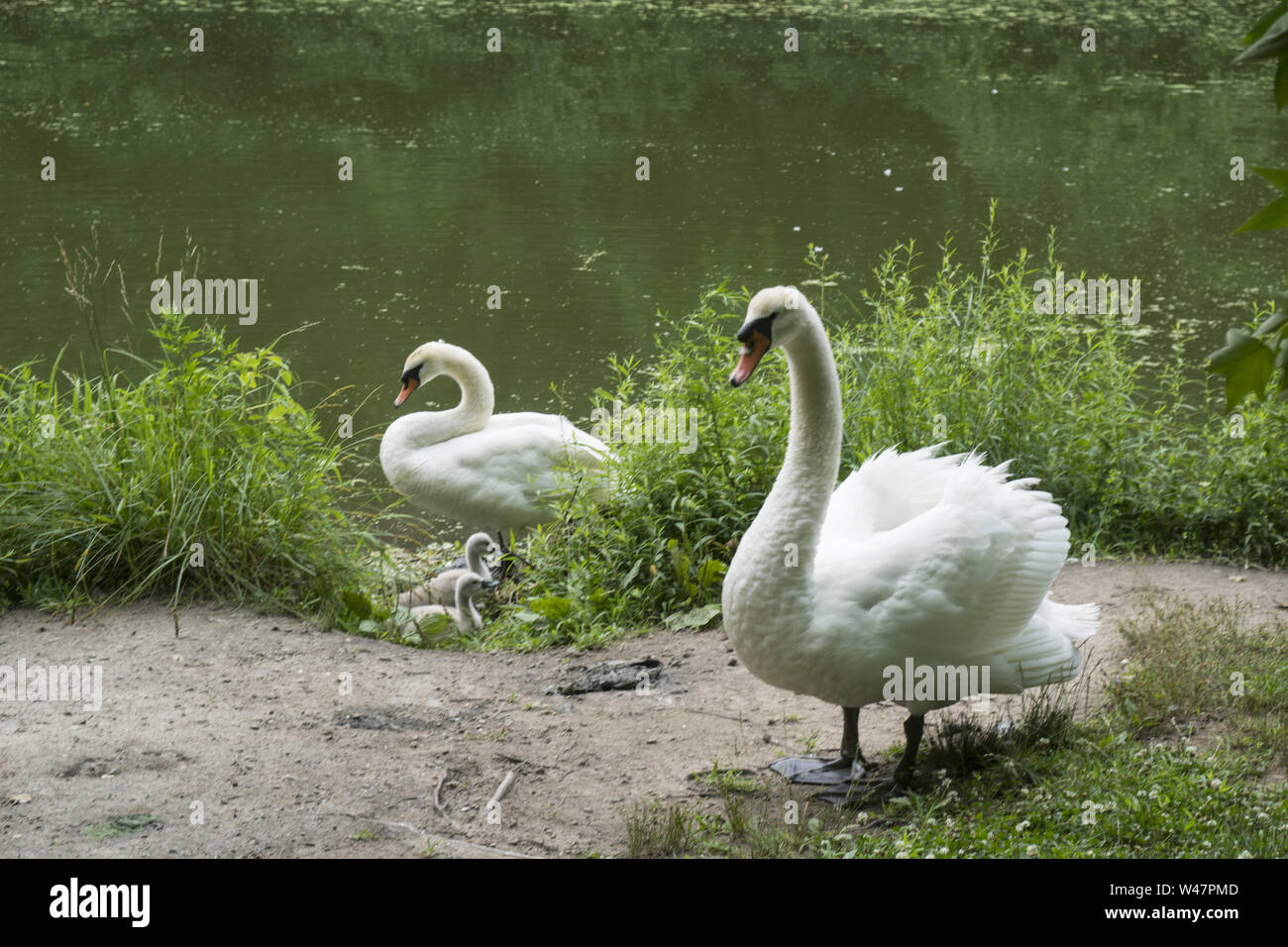Pair of swans with babies hi-res stock photography and images - Alamy