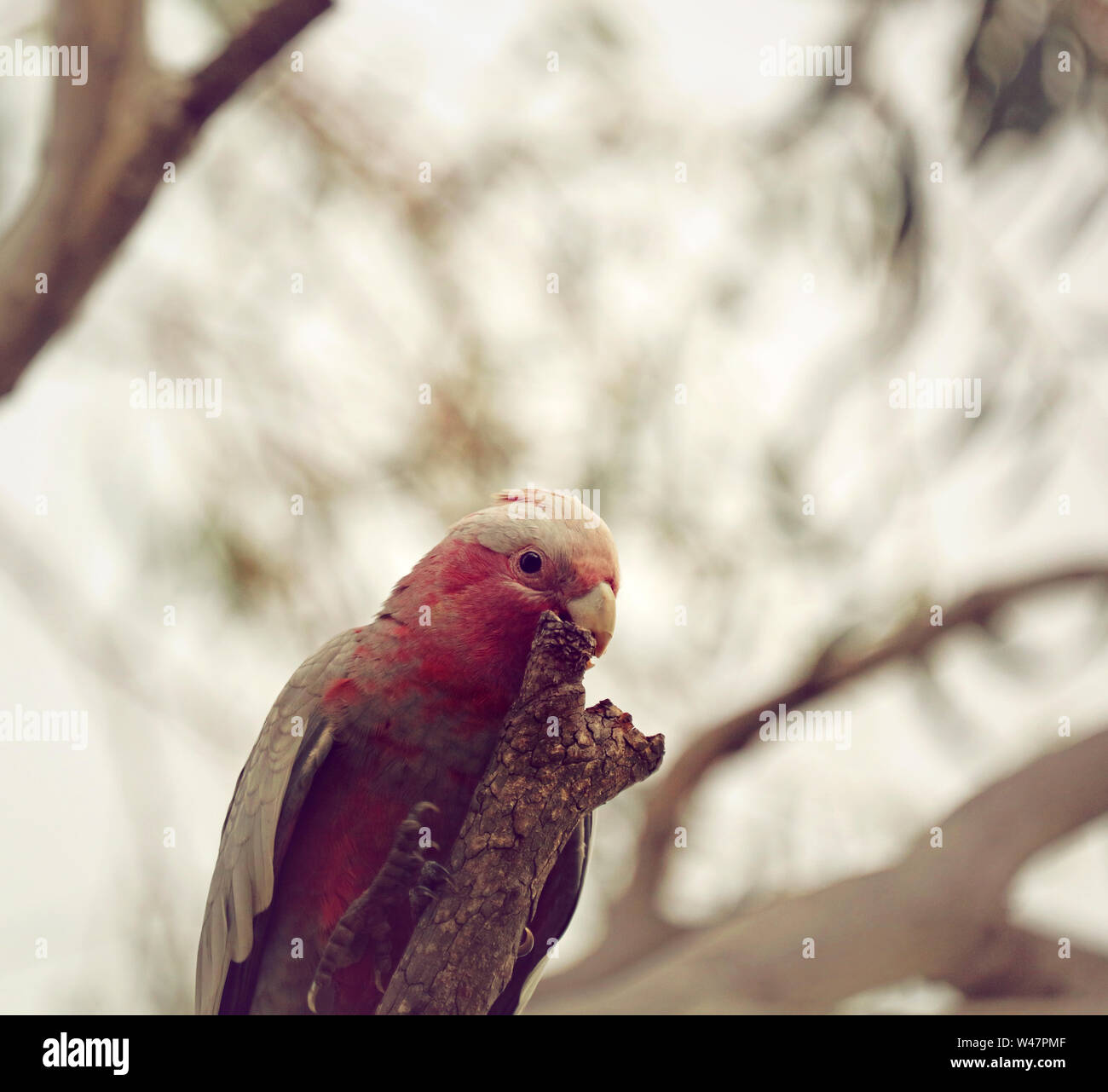 Pink Cockatoo Parrot in Australia Stock Photo - Alamy