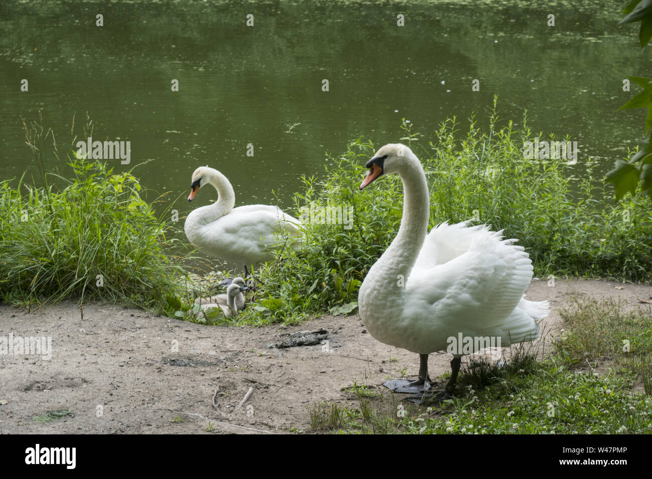 Protector couple hi-res stock photography and images - Alamy