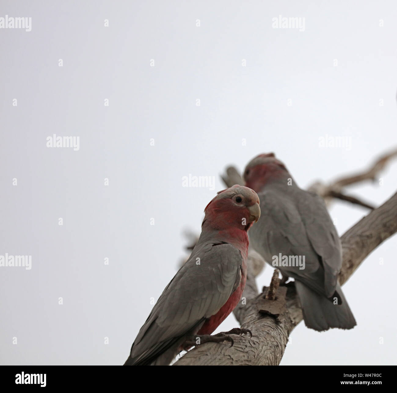 Pink Cockatoo Parrot in Australia Stock Photo - Alamy
