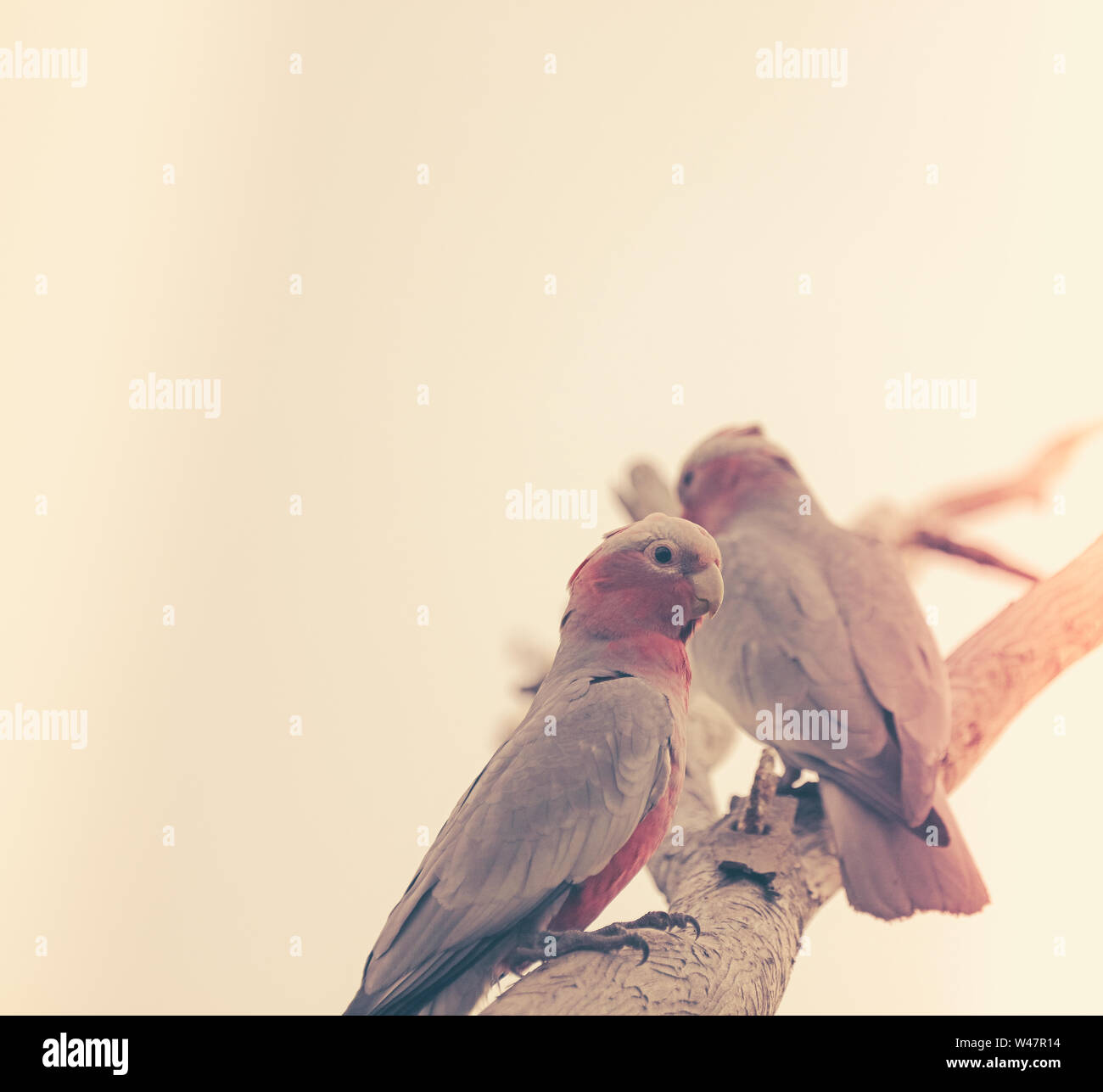 Pink Cockatoo Parrot in Australia Stock Photo - Alamy