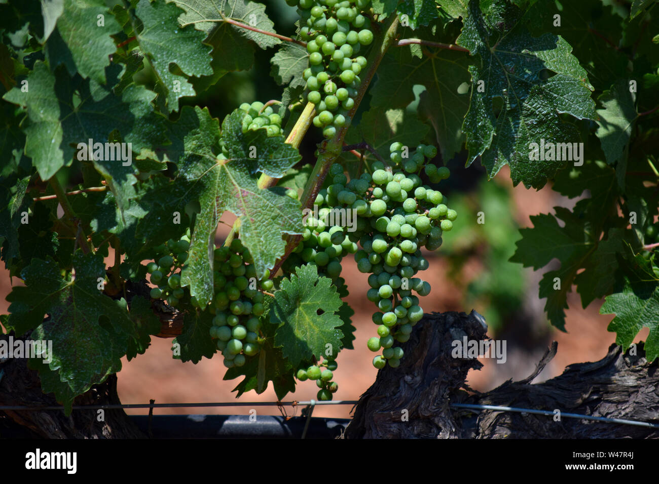 Uva grapes hi-res stock photography and images - Alamy