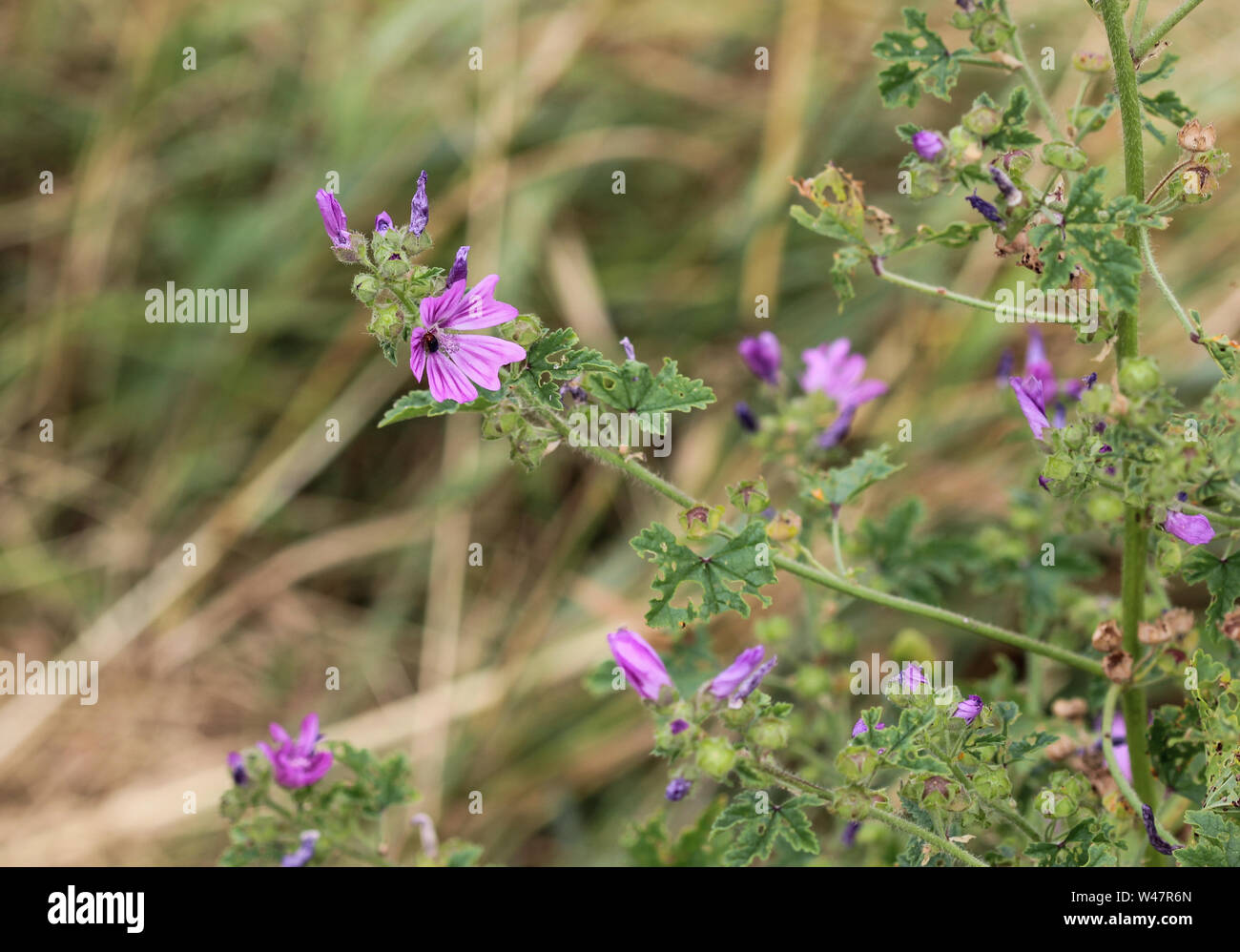 Closeup of Malva sylvestris, common names are common mallow, cheeses ...
