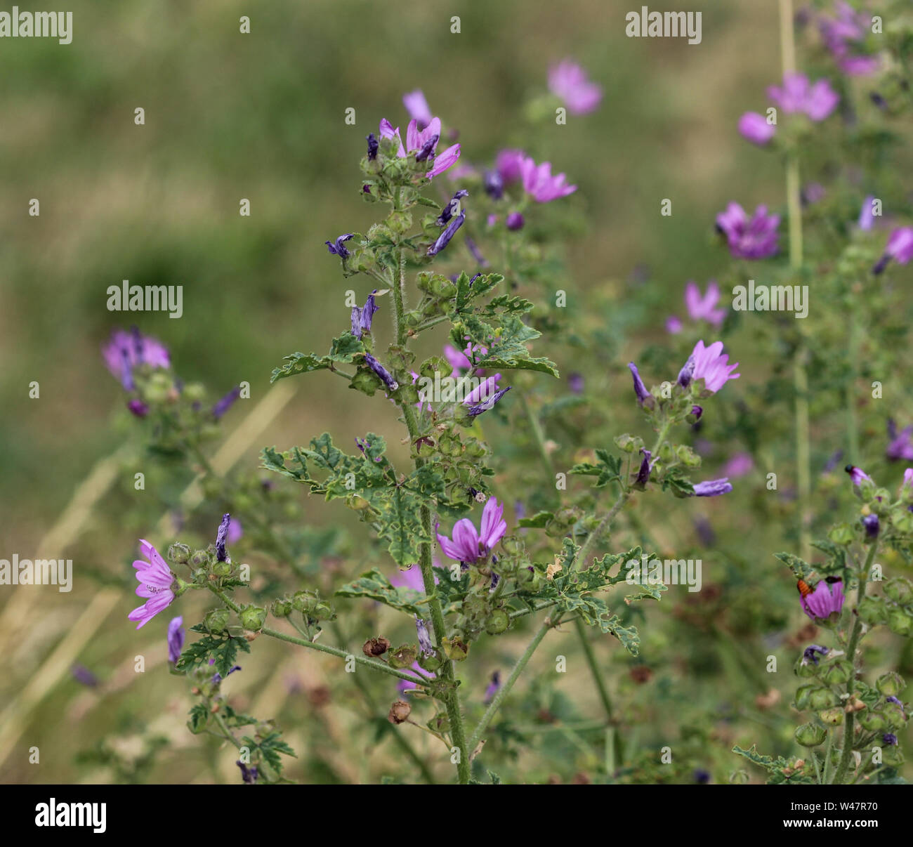 Closeup of Malva sylvestris, common names are common mallow, cheeses ...