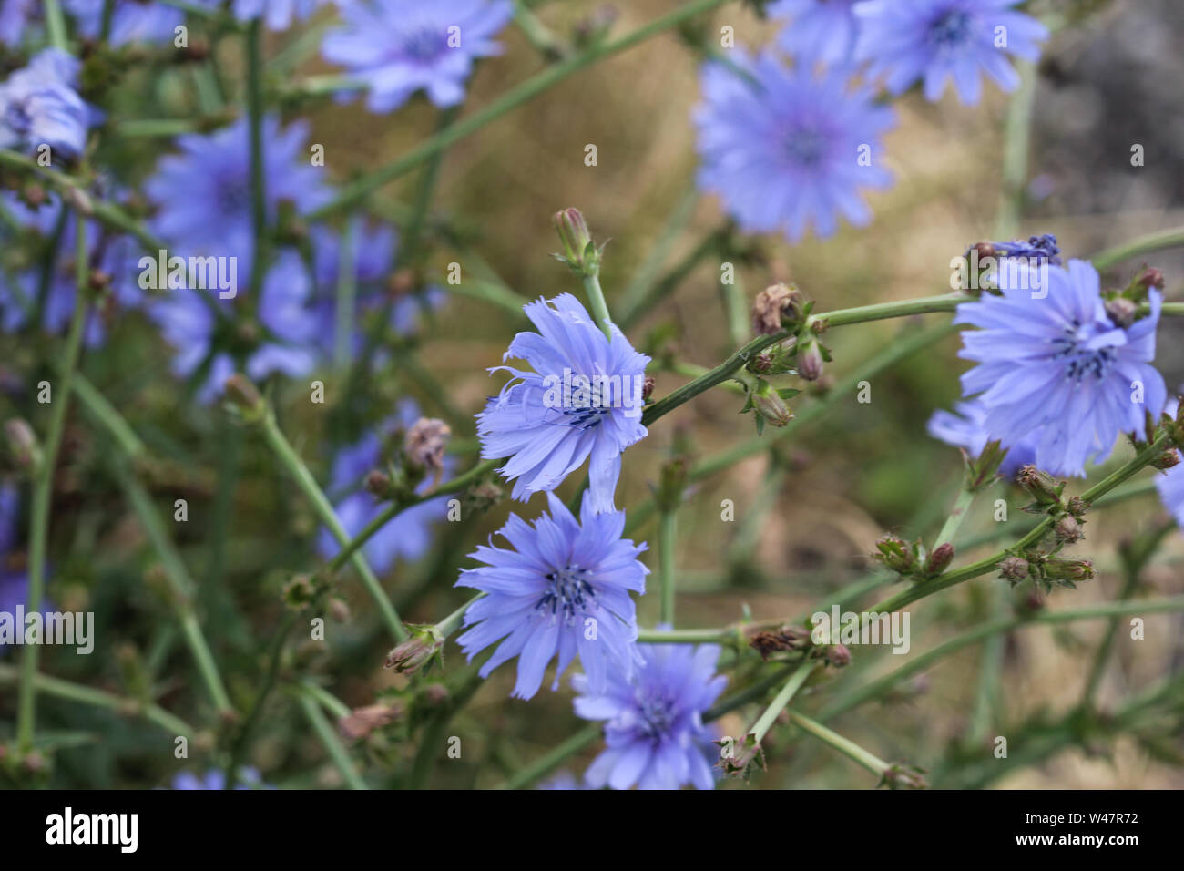 close up of Common chicory flower, (Cichorium intybus) blooming in the ...