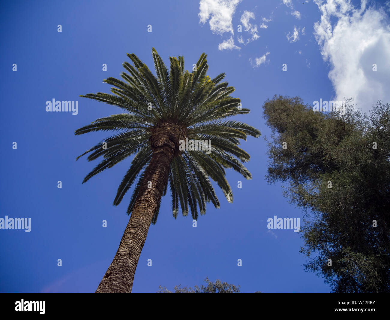 Arcadia california palm hi-res stock photography and images - Alamy