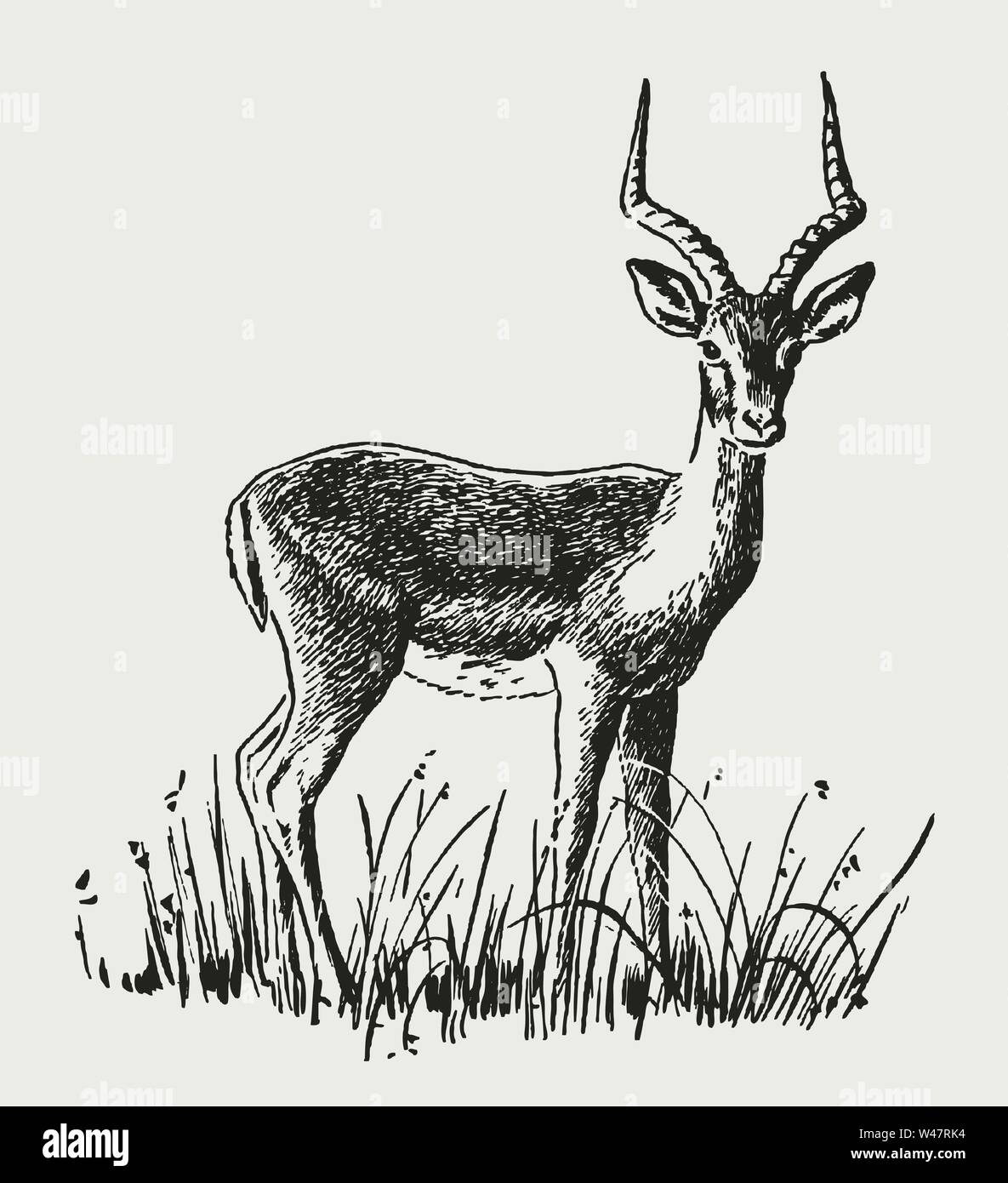 Slender antelope Stock Vector Images - Alamy