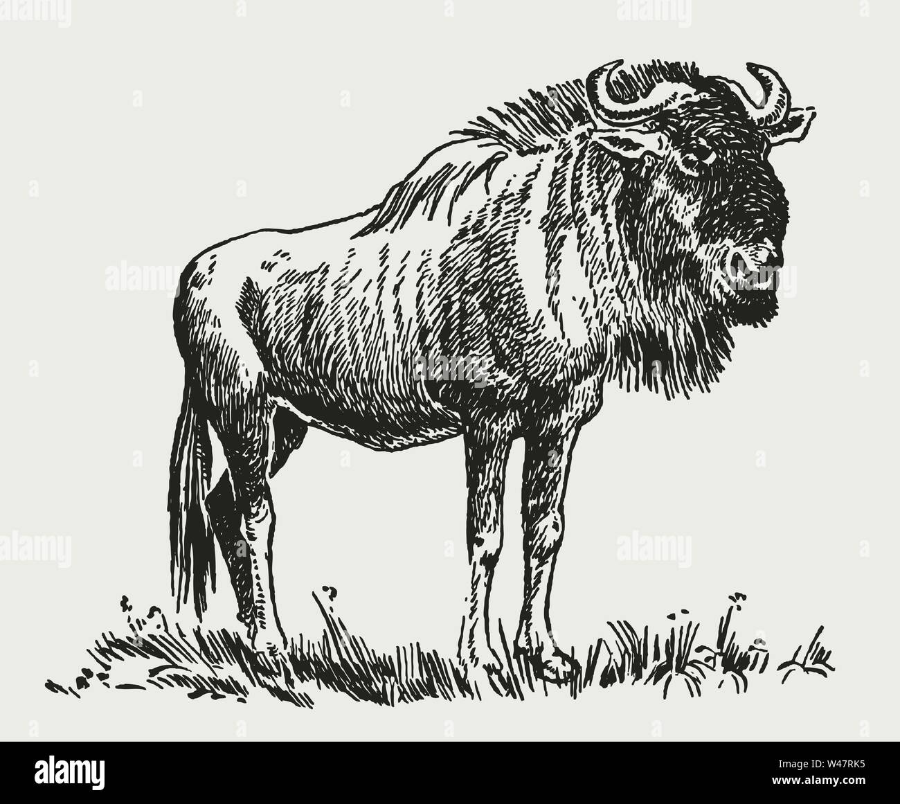 Wildebeest Stock Vector Images - Alamy