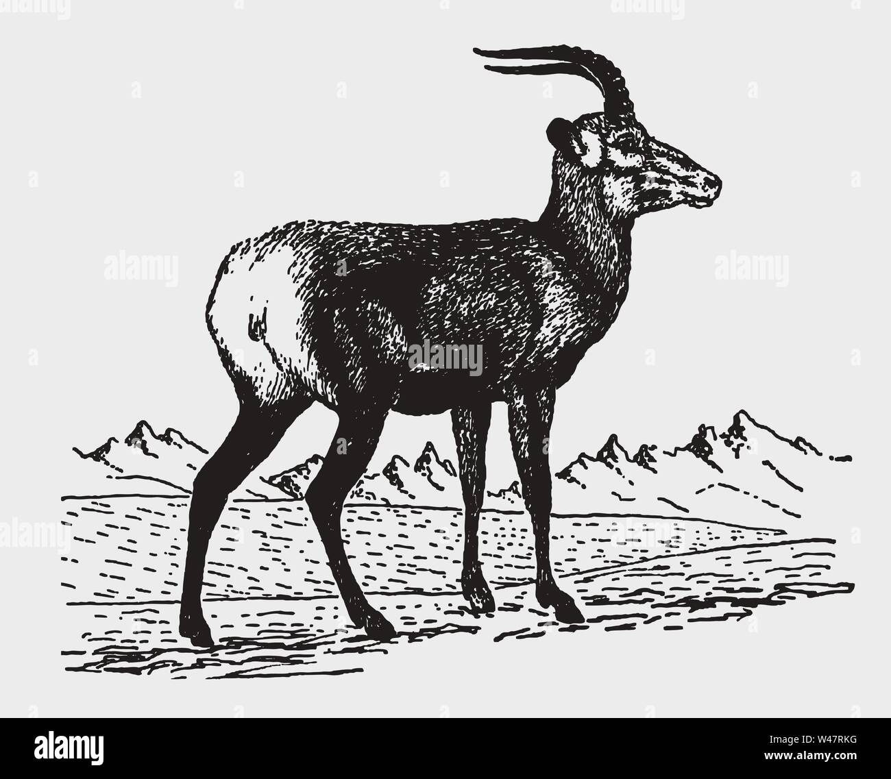 Procapra Stock Vector Images - Alamy