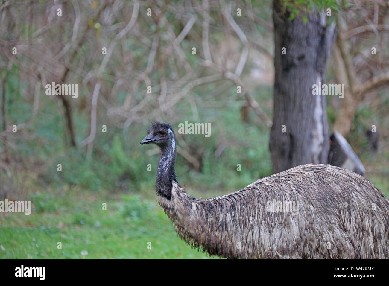 Emu on the search for food Stock Photo - Alamy