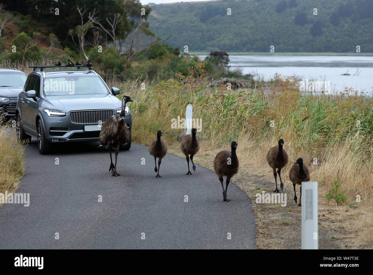 Emu with baby emus in Australia Stock Photo - Alamy