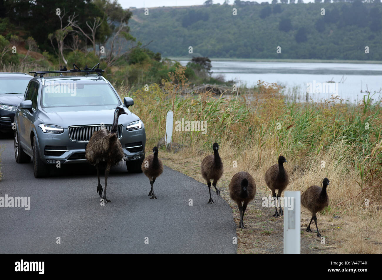 Emu with baby emus in Australia Stock Photo - Alamy