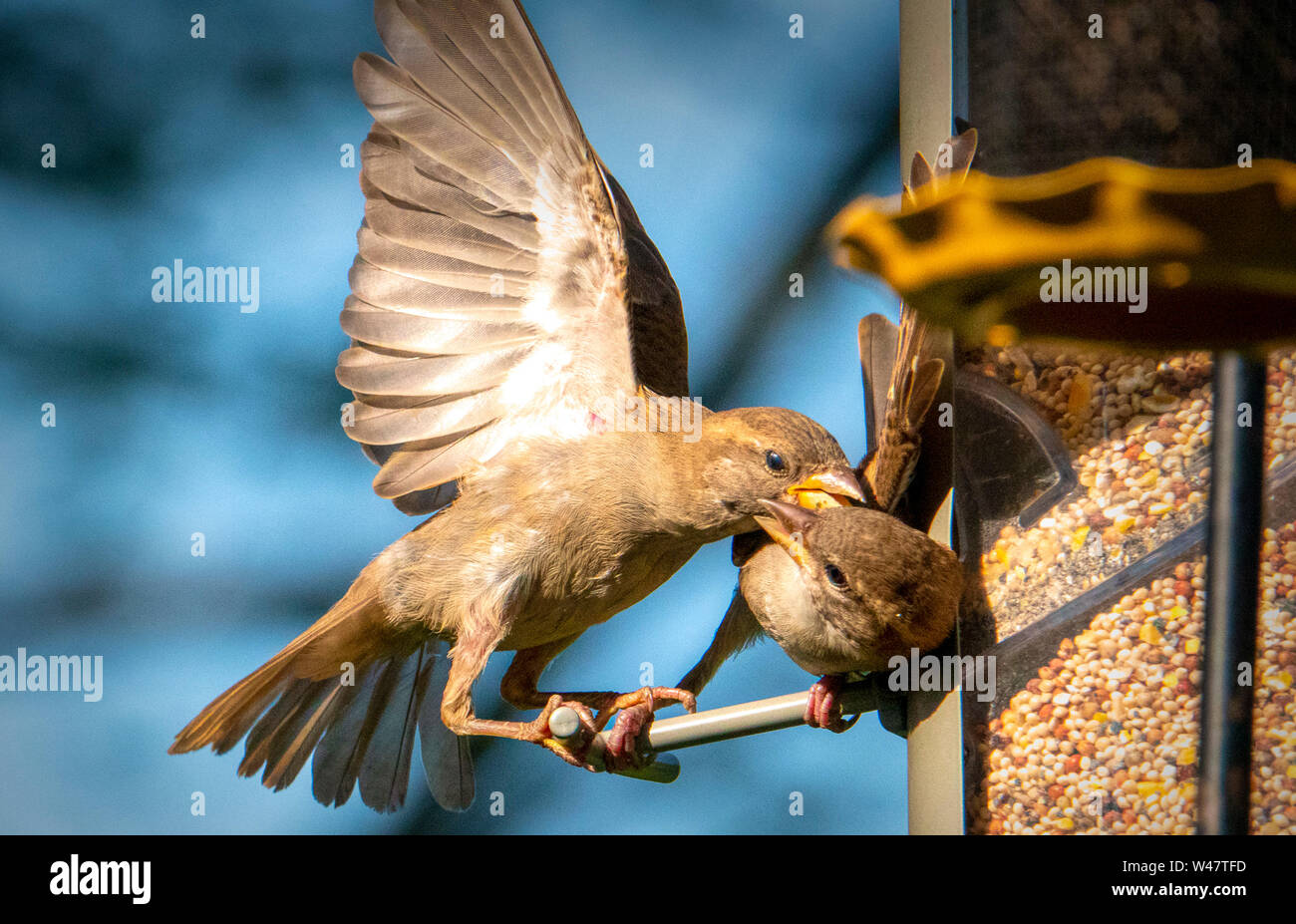 Birds biting hi-res stock photography and images - Alamy