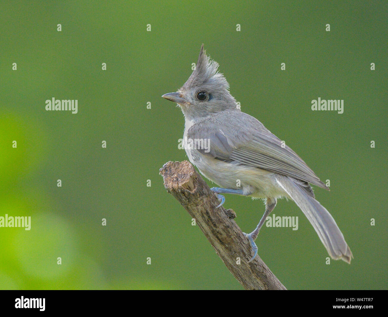North American small wild songbird Tufted Titmouse Baeolophus bicolor ...