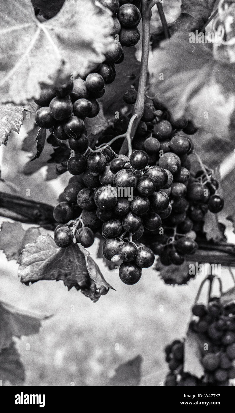 Still life - analogue photography Stock Photo - Alamy