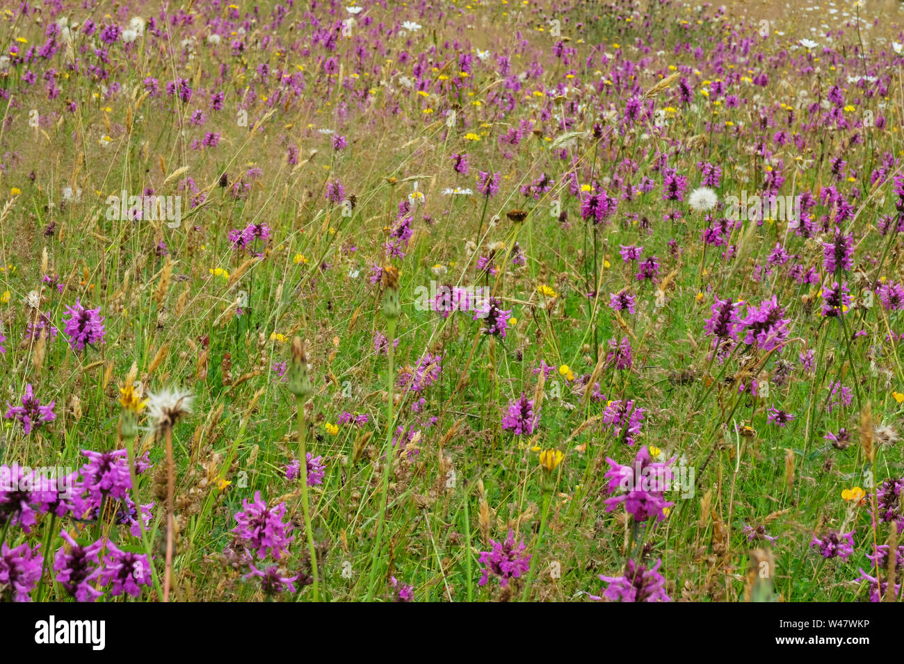 English wild flora hi-res stock photography and images - Alamy