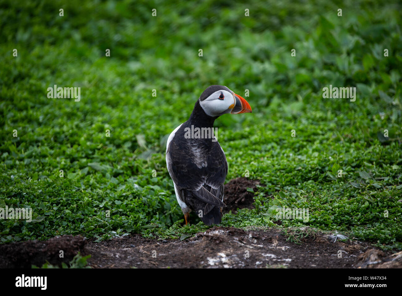 Atlantic Puffin Fratercula arctica emerging from burrow and in profile ...