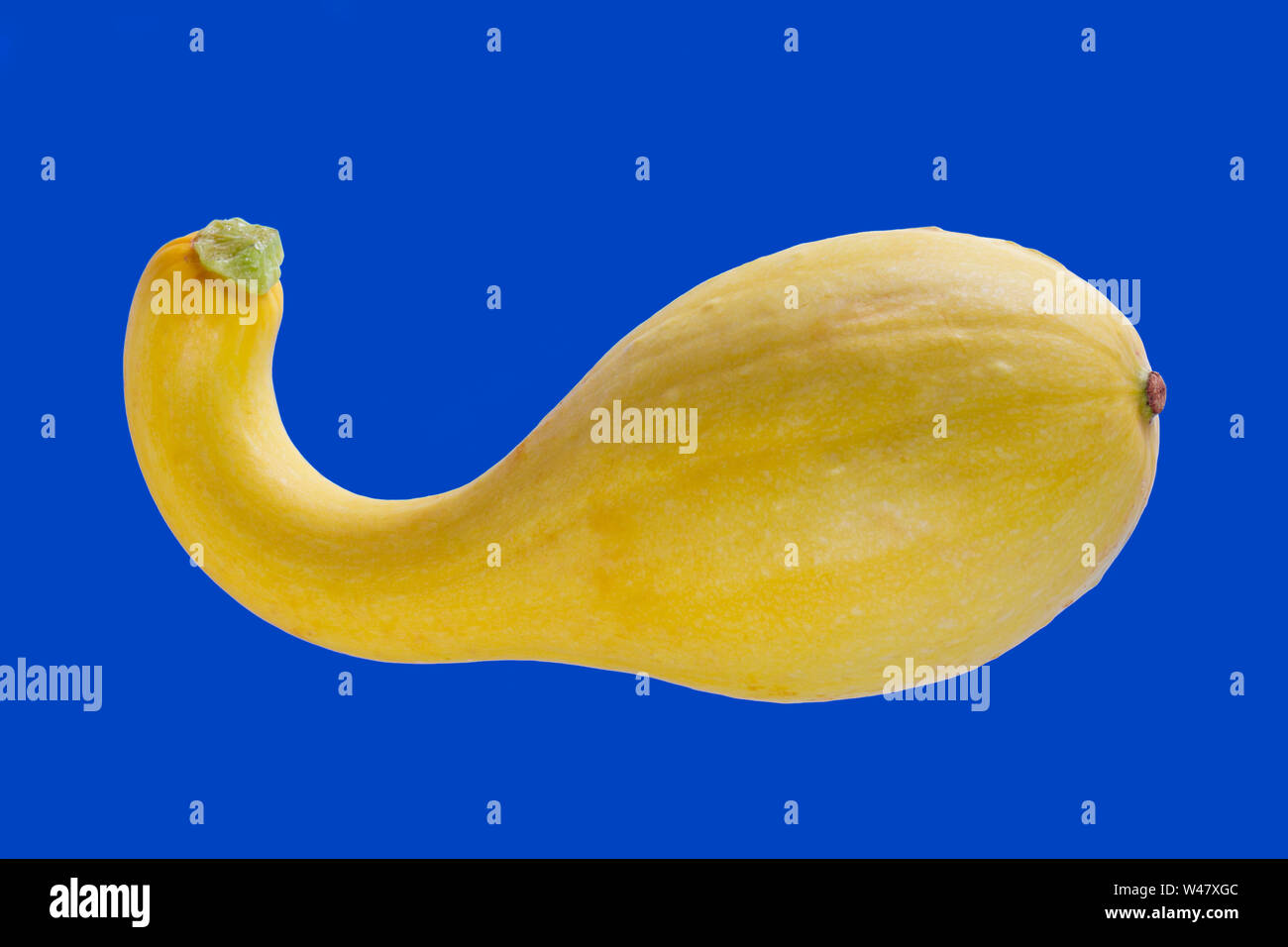 Crooked neck squash hi-res stock photography and images - Alamy