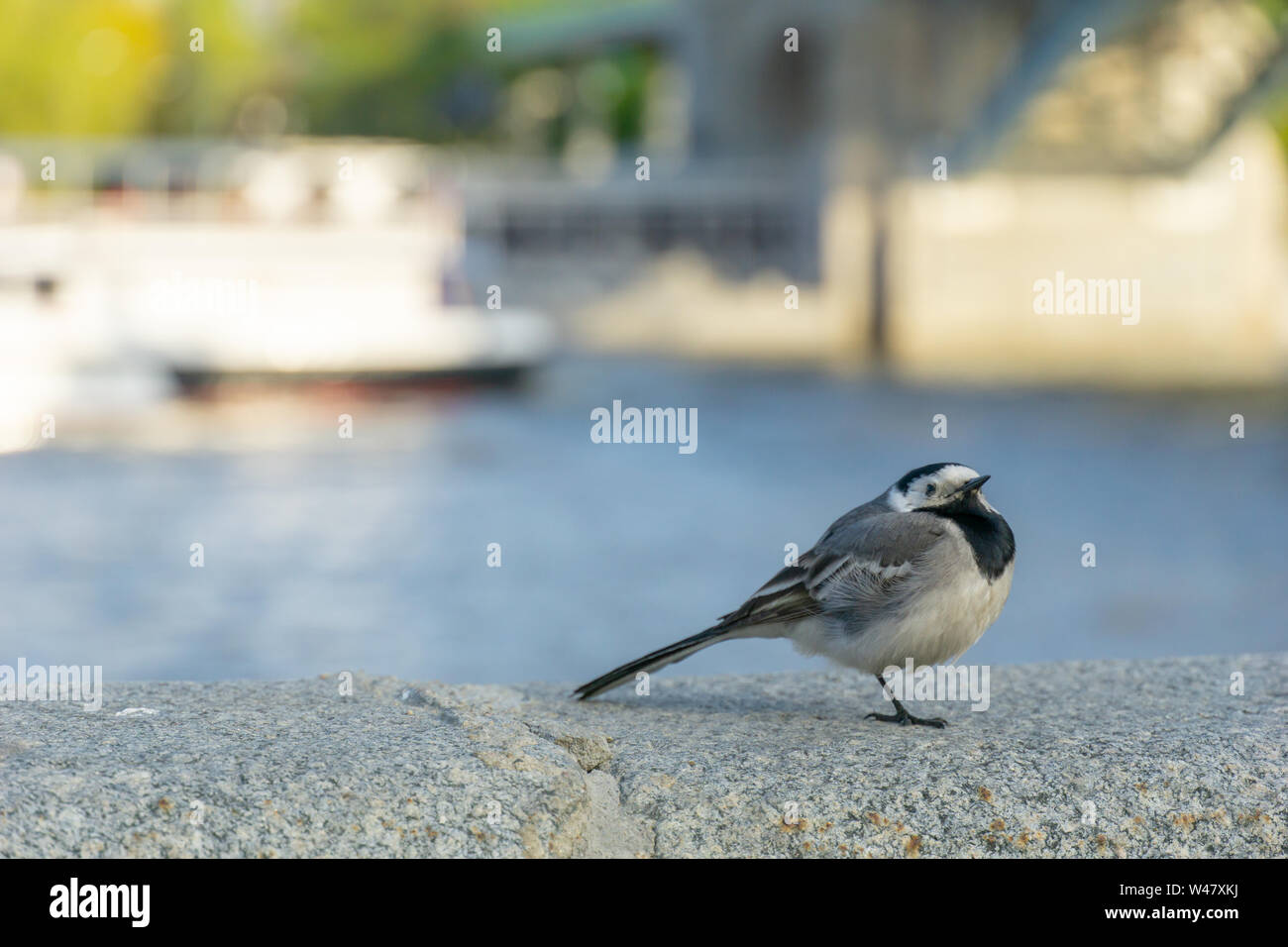 Black capped chickadee call hi-res stock photography and images - Alamy