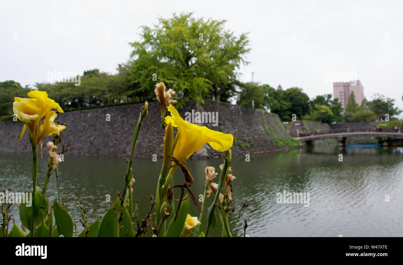 Yellow flowers (irises) blooming on the banks of a river / the moat of ...