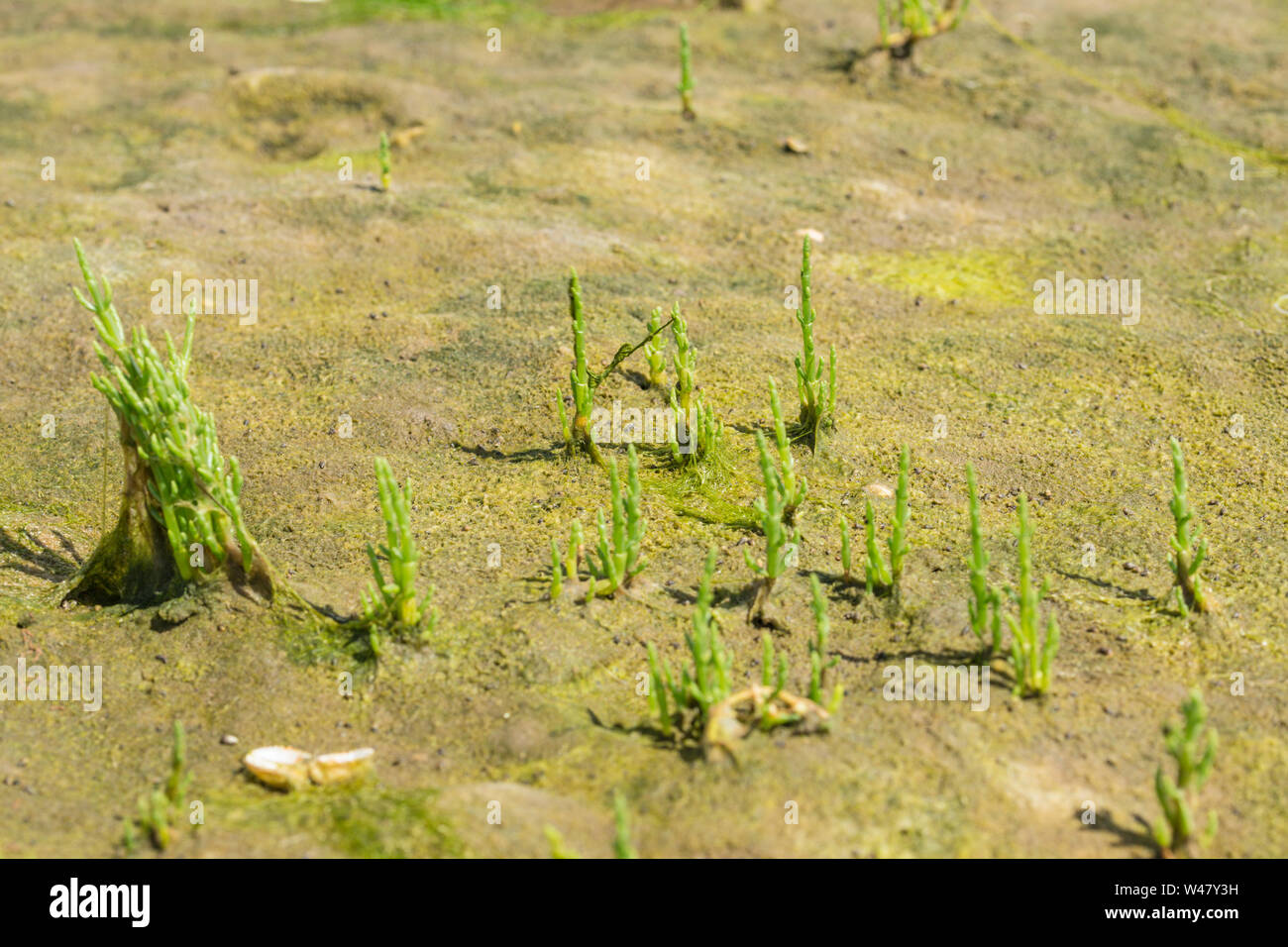 Mangrove shoot hi-res stock photography and images - Alamy