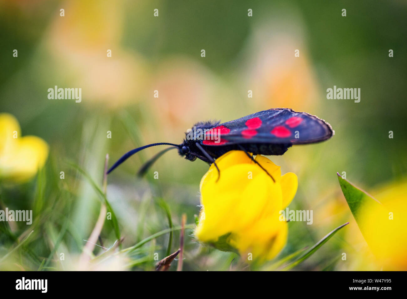 Day-flying cinnabar moth on the yellow blossom flower. Isle of Anglesey ...