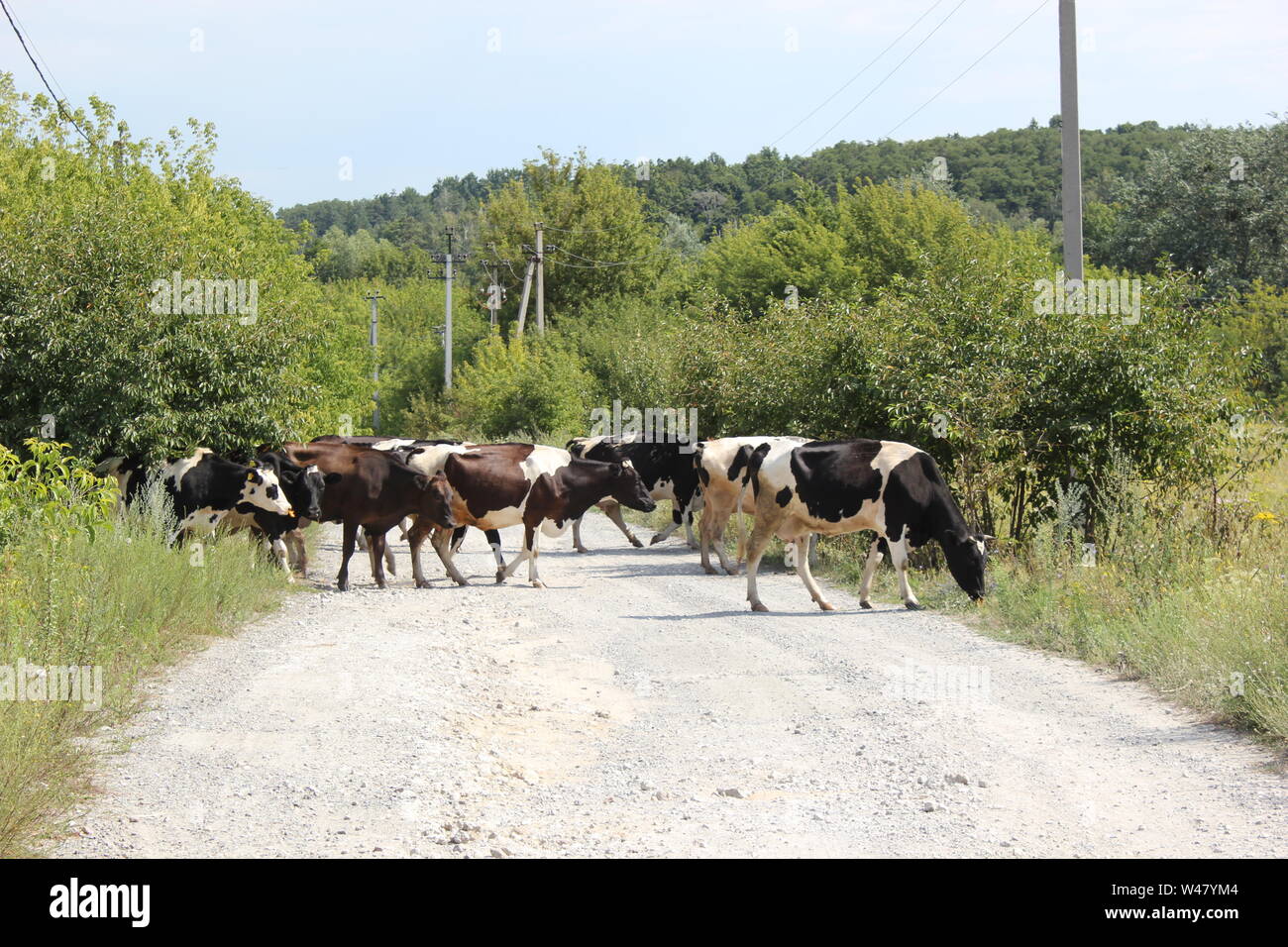 Cows crossing the road Stock Photo - Alamy